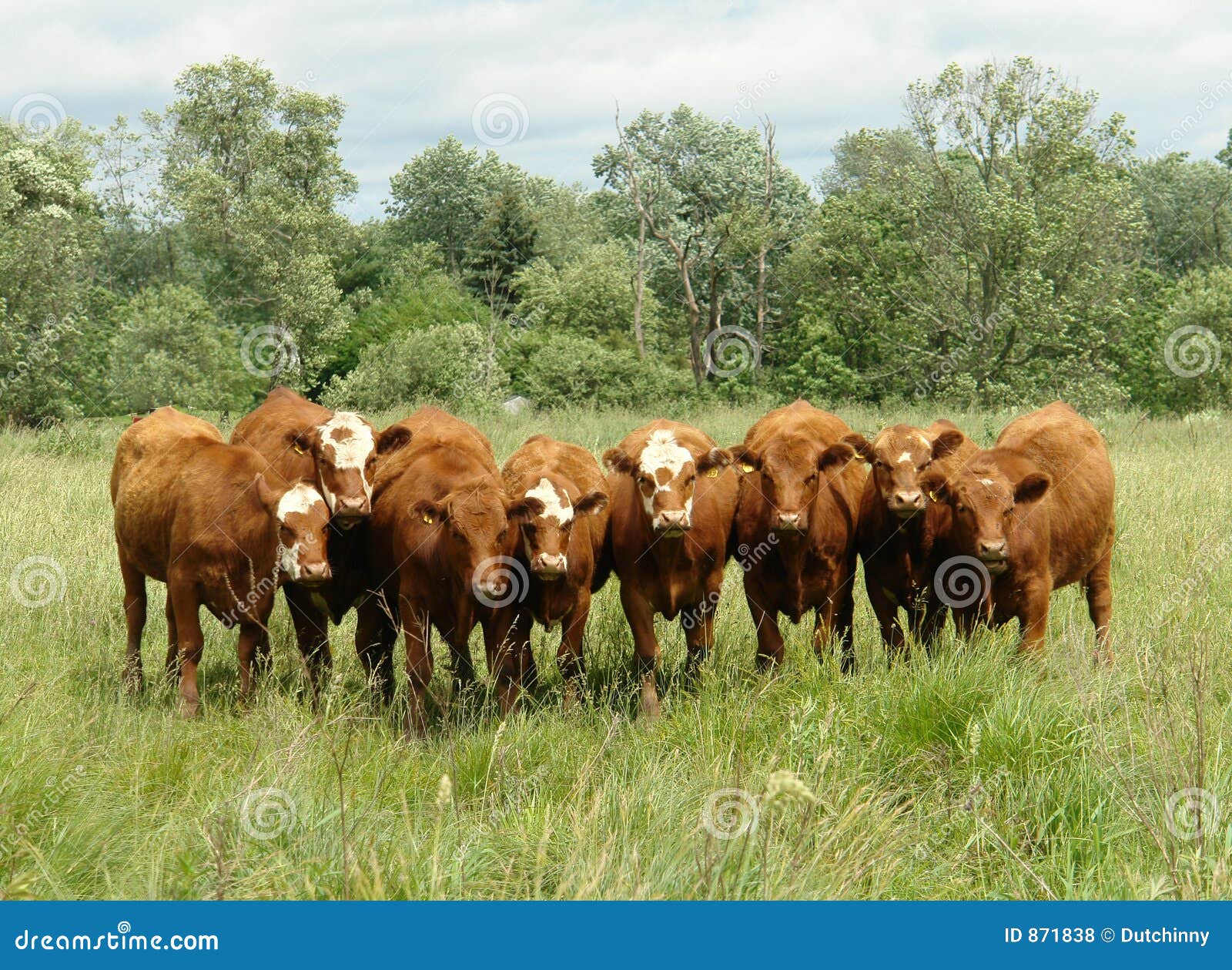 Family cow photo stock photo. Image of agriculture, calf - 871838