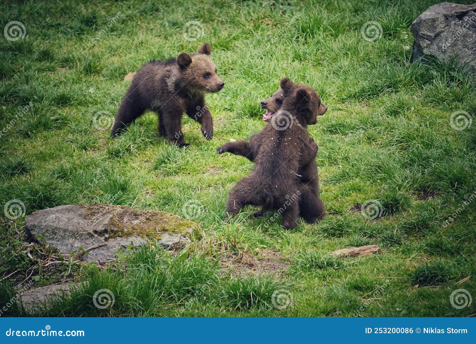 A Family of a Cub Playing on a Field Stock Photo - Image of field ...