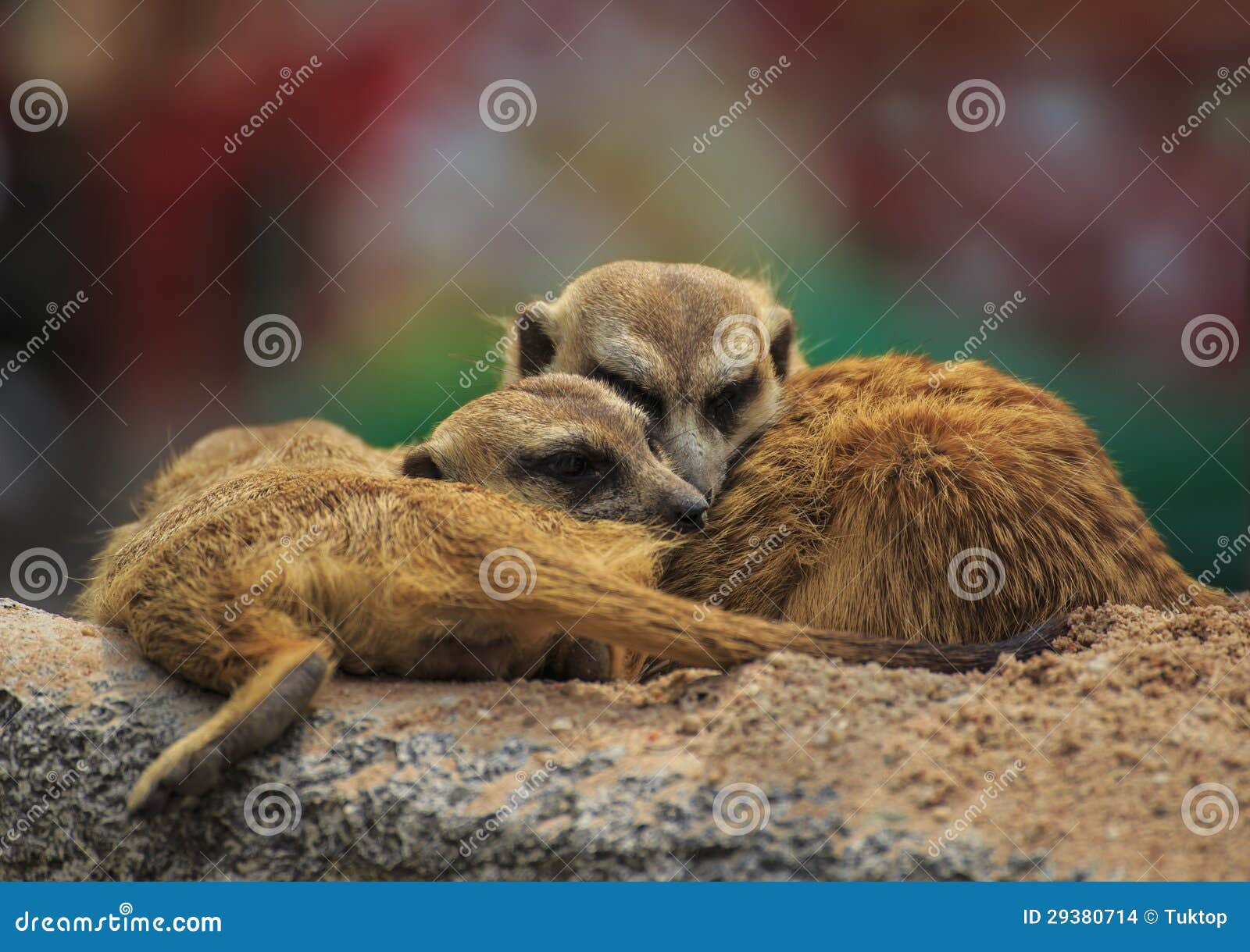 Family of cute meerkats stock photo. Image of pets, wild - 29380714
