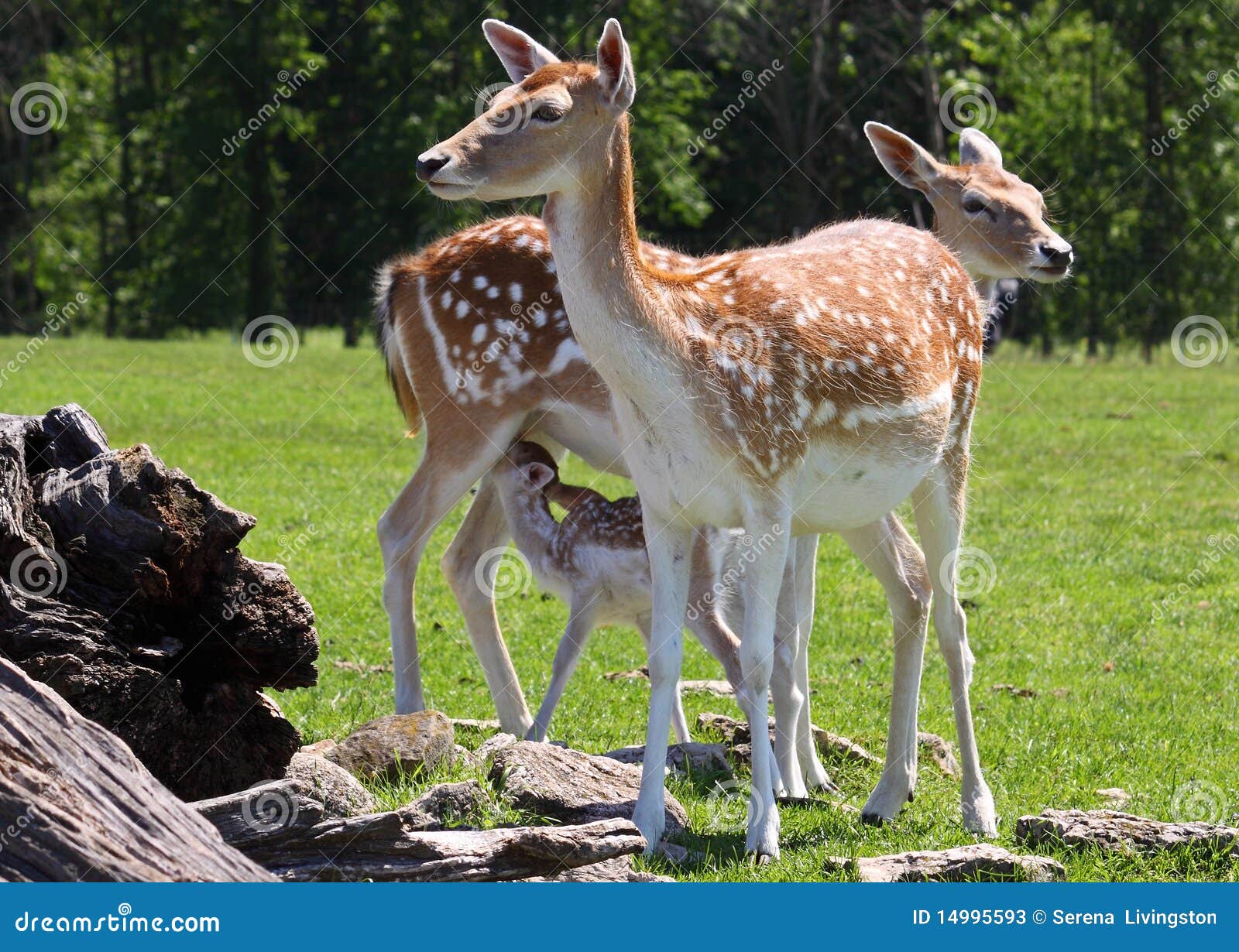 A family of deer stock image. Image of drink, animals - 14995593