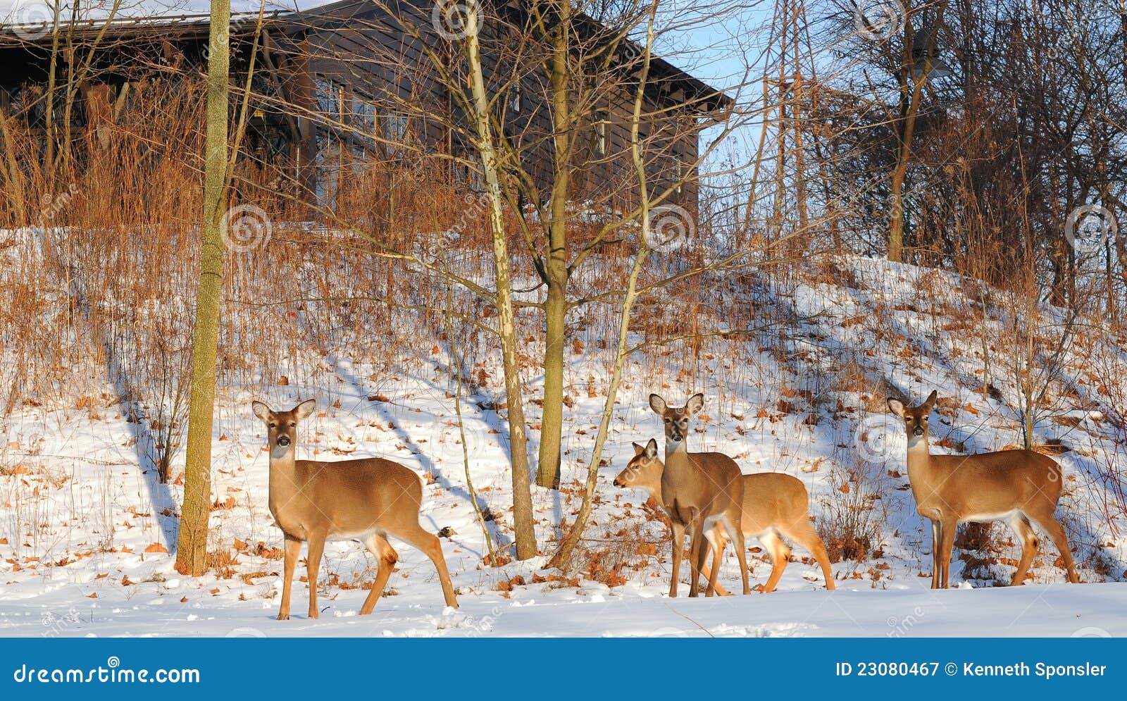 Family of deer stock image. Image of park, horizontal - 23080467