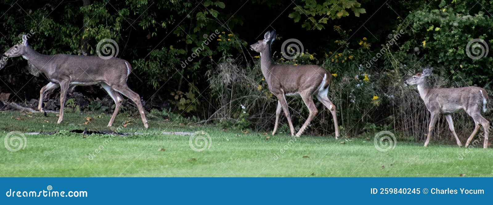 Family of Deer stock image. Image of tree, grass, deer - 259840245