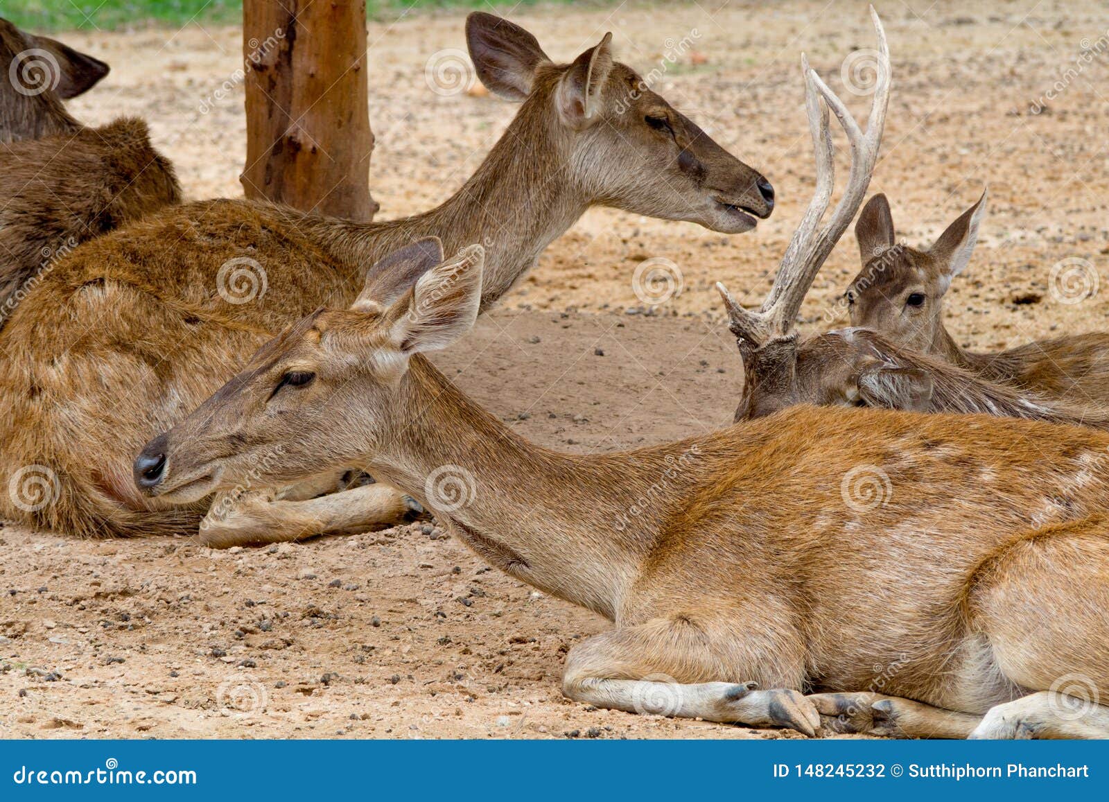 Family Deer in the Farm. Relax Time on Day Stock Photo - Image of ...