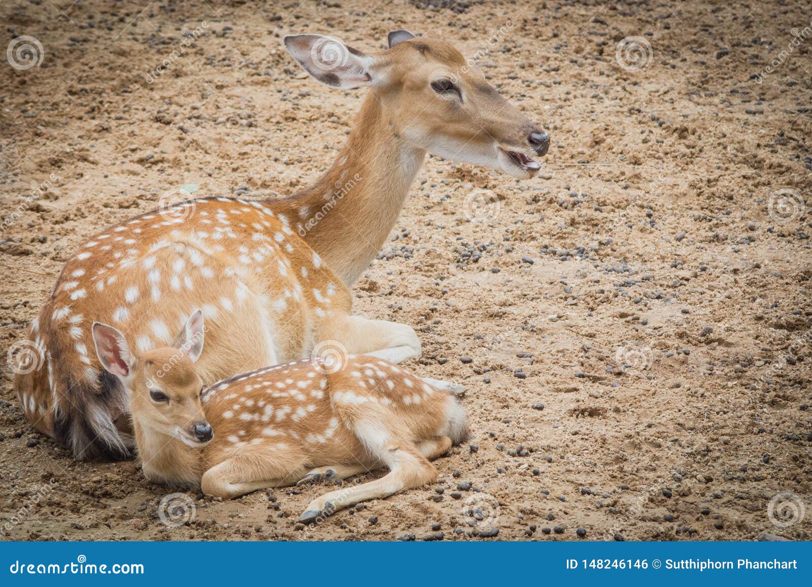 Family Deer in the Farm. Relax Time on Day Stock Photo - Image of ...
