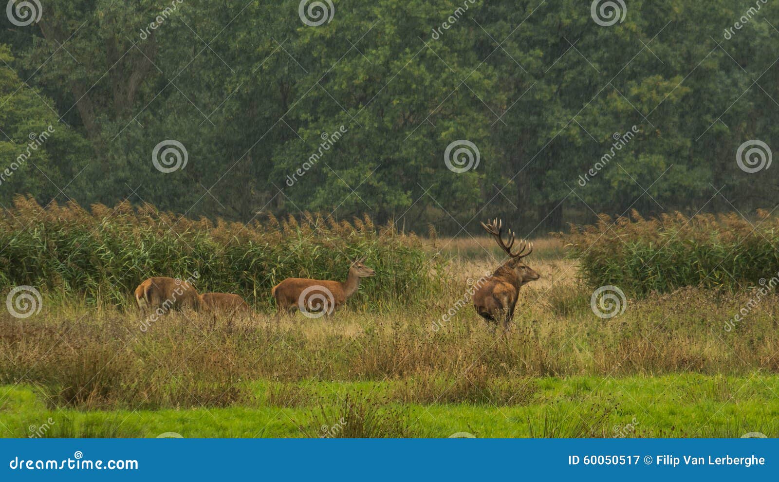 Family deer stock image. Image of bull, family, stag - 60050517