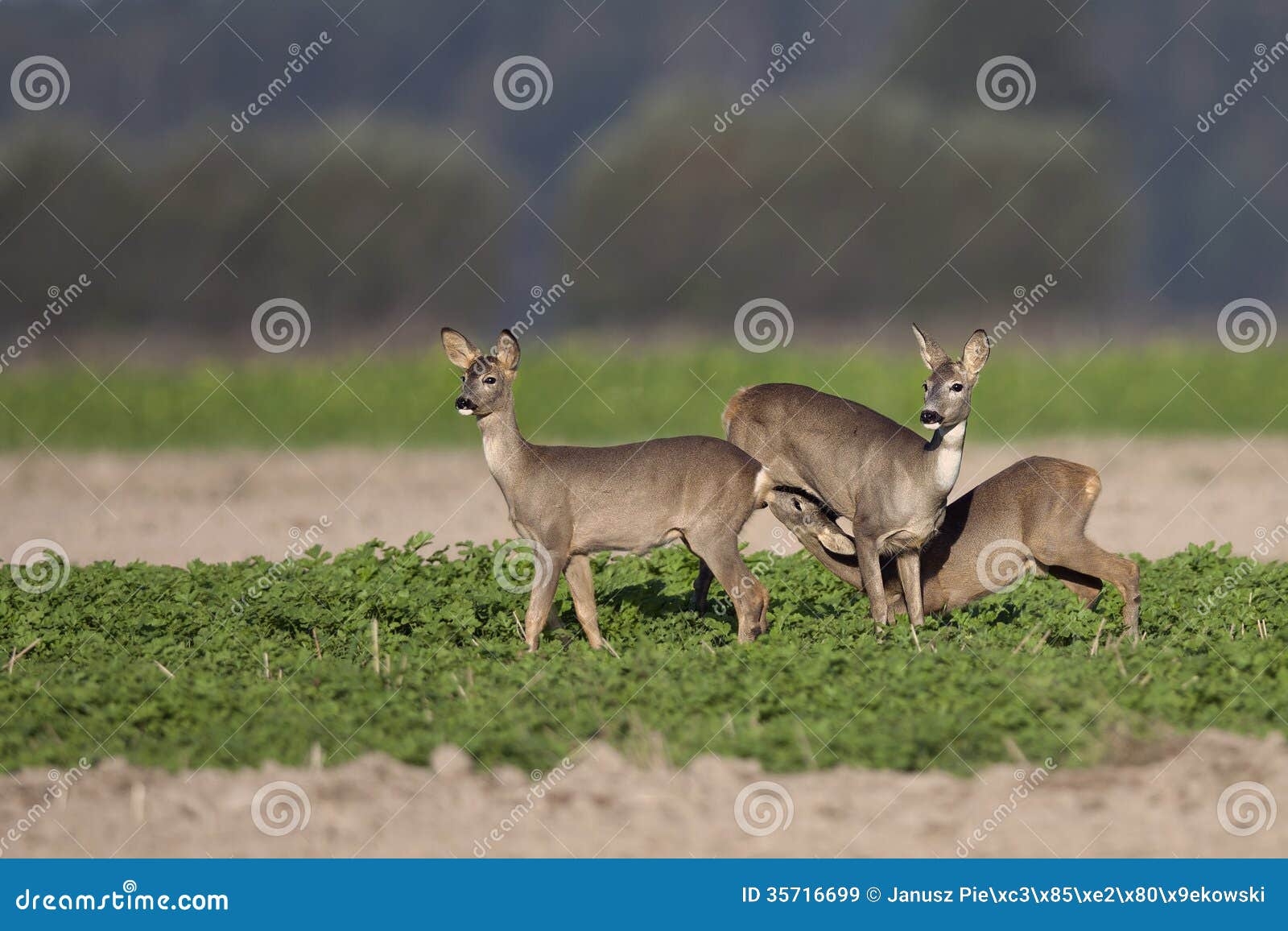 Family of deer stock image. Image of wood, animal, glade - 35716699