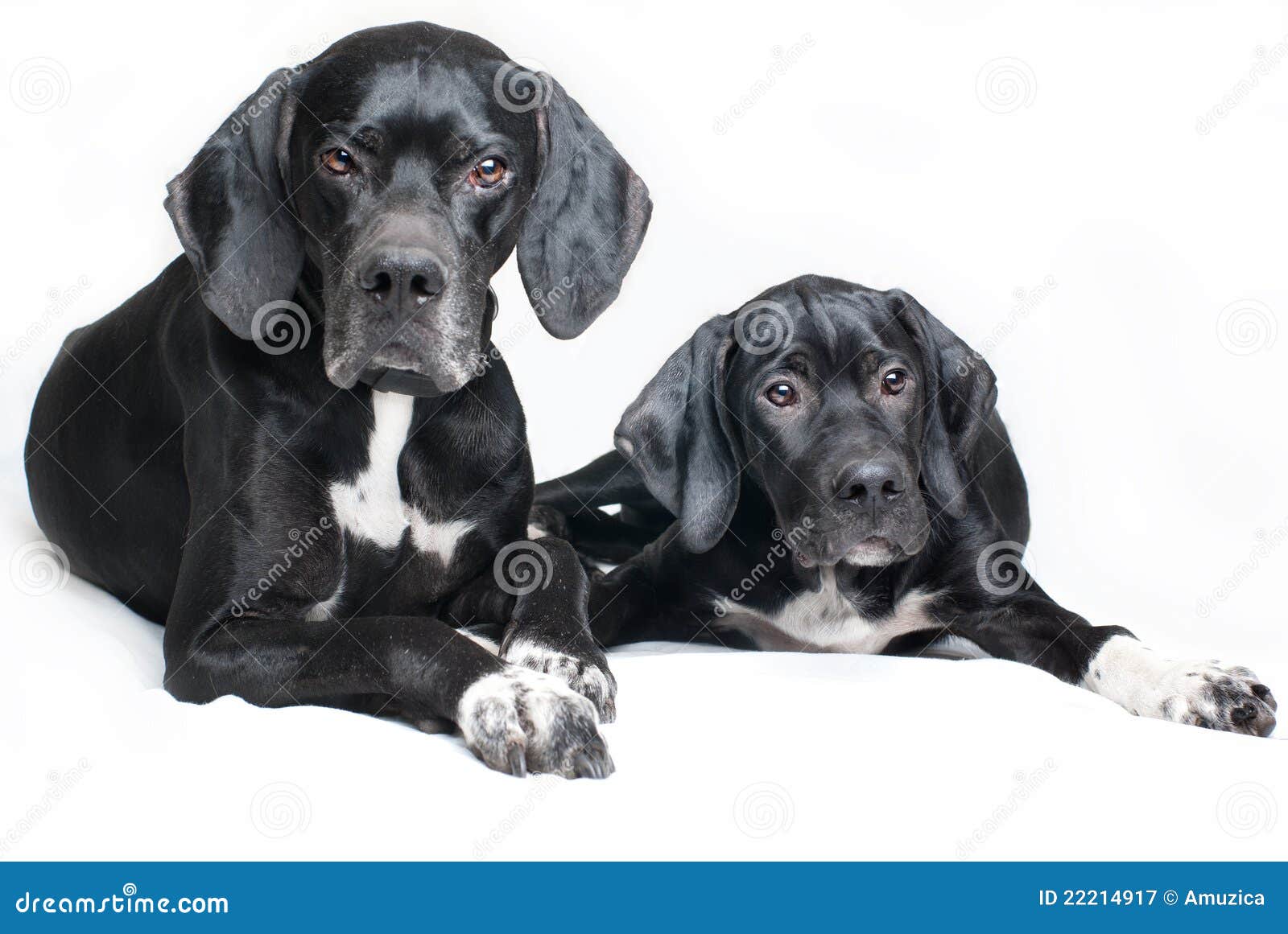 Family dog, father and son stock image. Image of domestic - 22214917