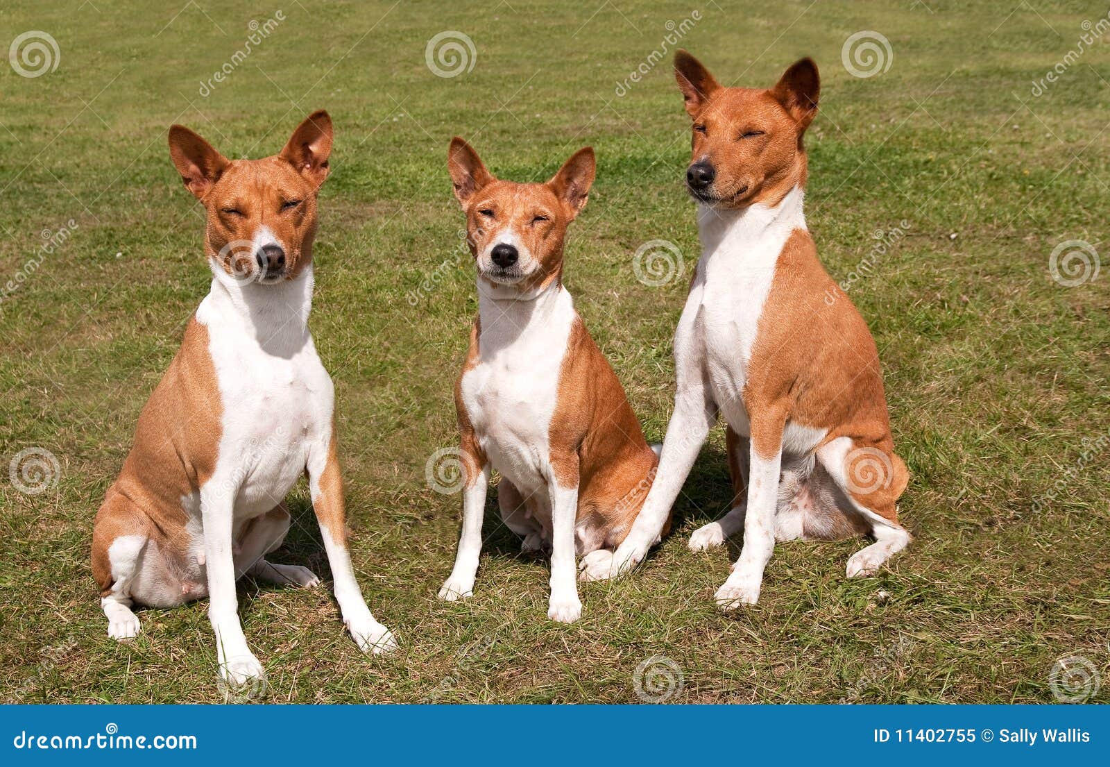 Family of Dogs Sitting Together Stock Image - Image of ears, pets: 11402755