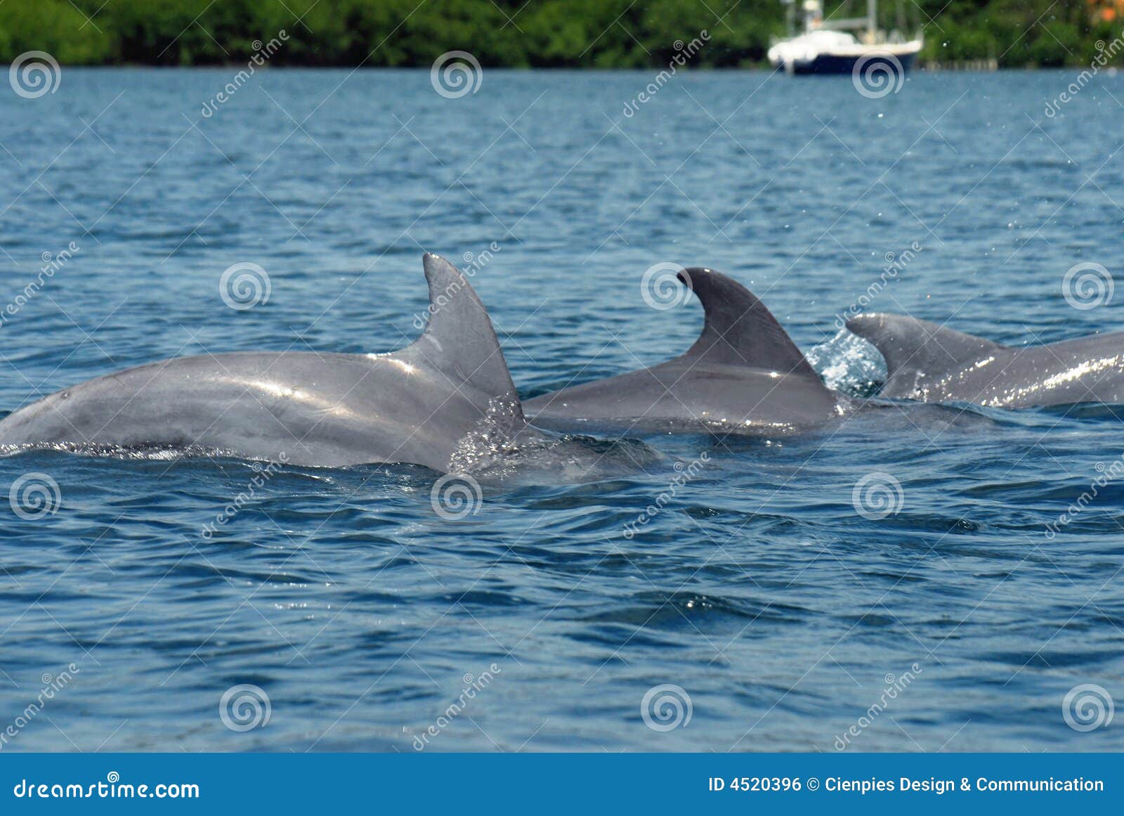 Family of dolphins stock photo. Image of dolphin, three - 4520396