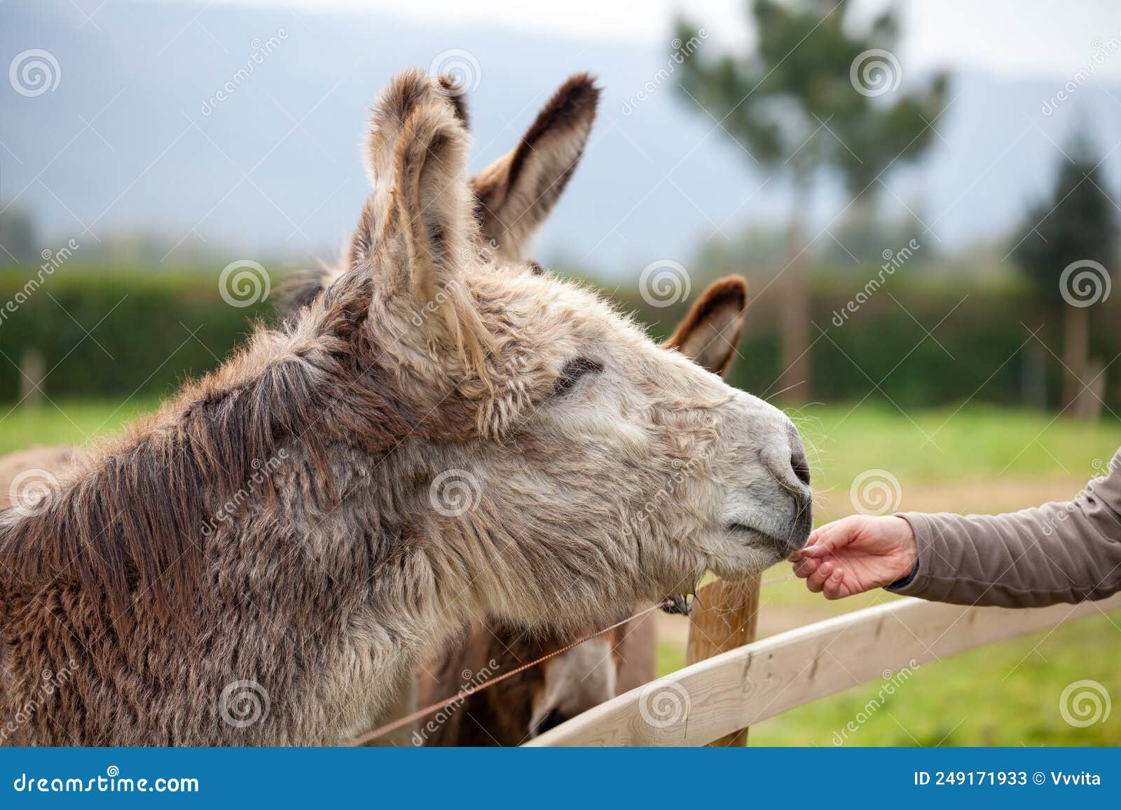 Family of Donkeys Outdoors in Spring Stock Image - Image of animal ...