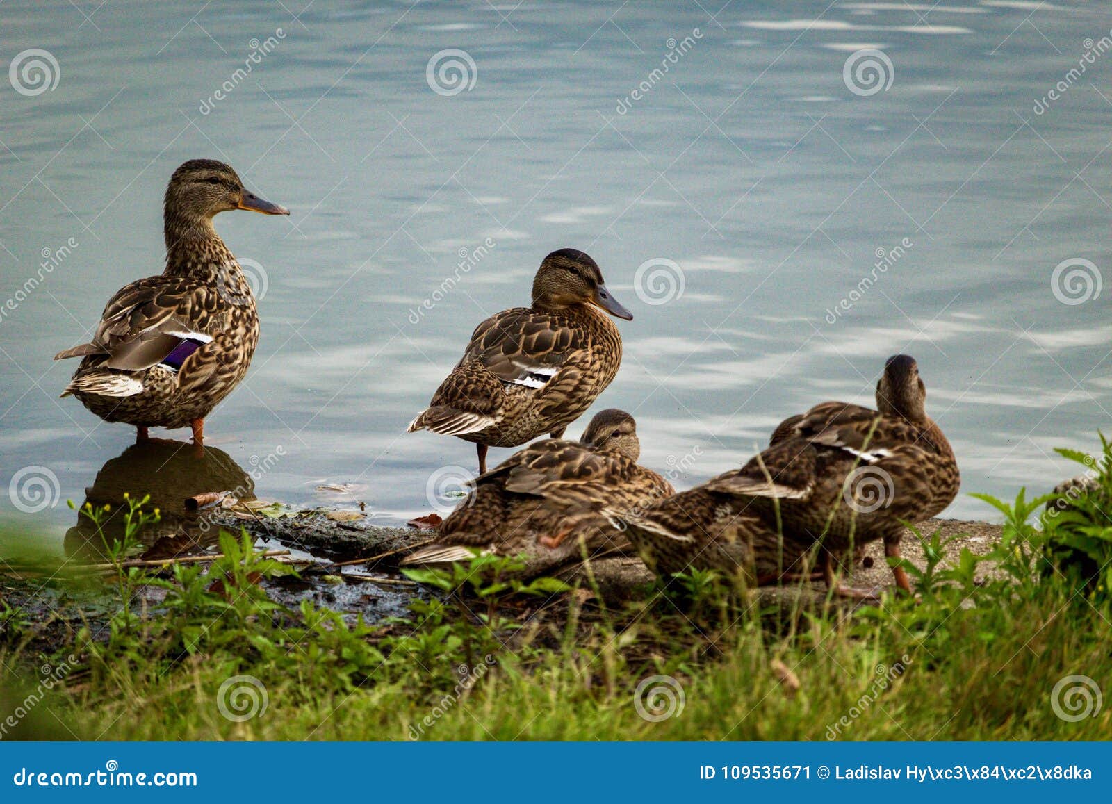 Ducks at the pond stock image. Image of brown, outdoor - 109535671
