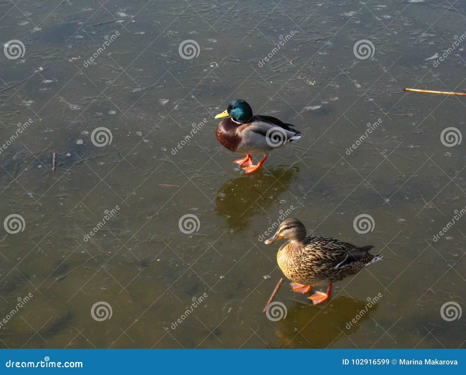 A Family of Ducks on Thin Ice Stock Image - Image of water, beak: 102916599