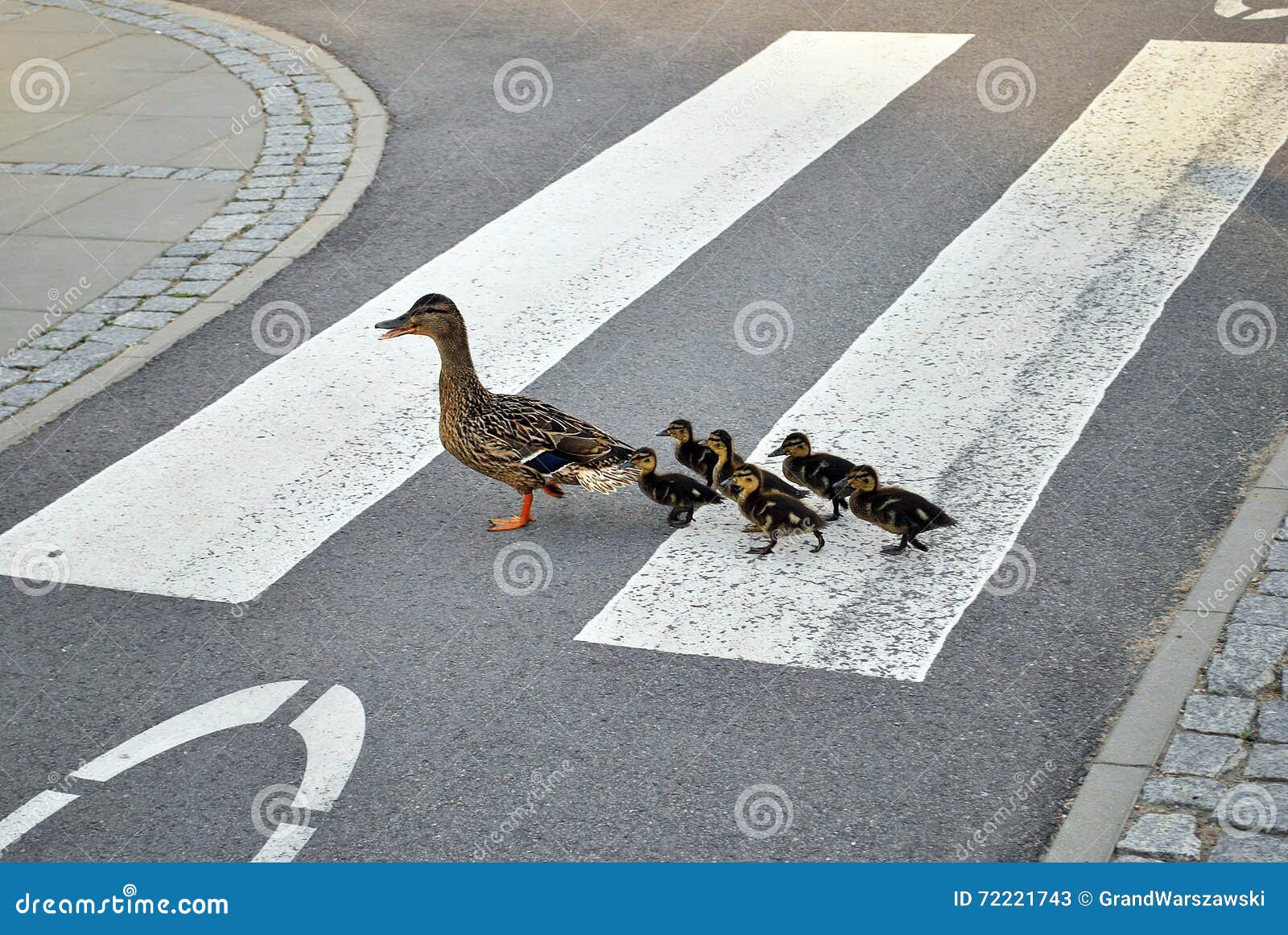Family of Ducks Walking a Straight Line in Front Stock Image - Image of ...