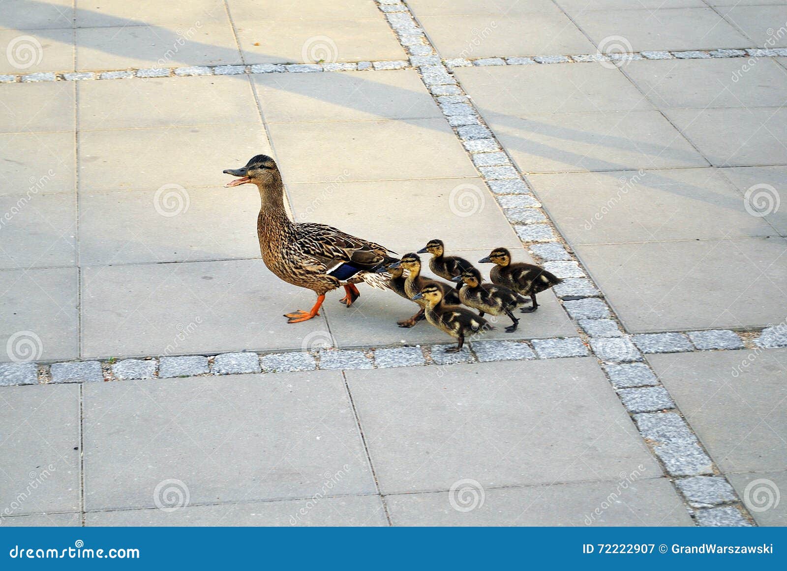 Family of Ducks Walking a Straight Line in Front Stock Image - Image of ...