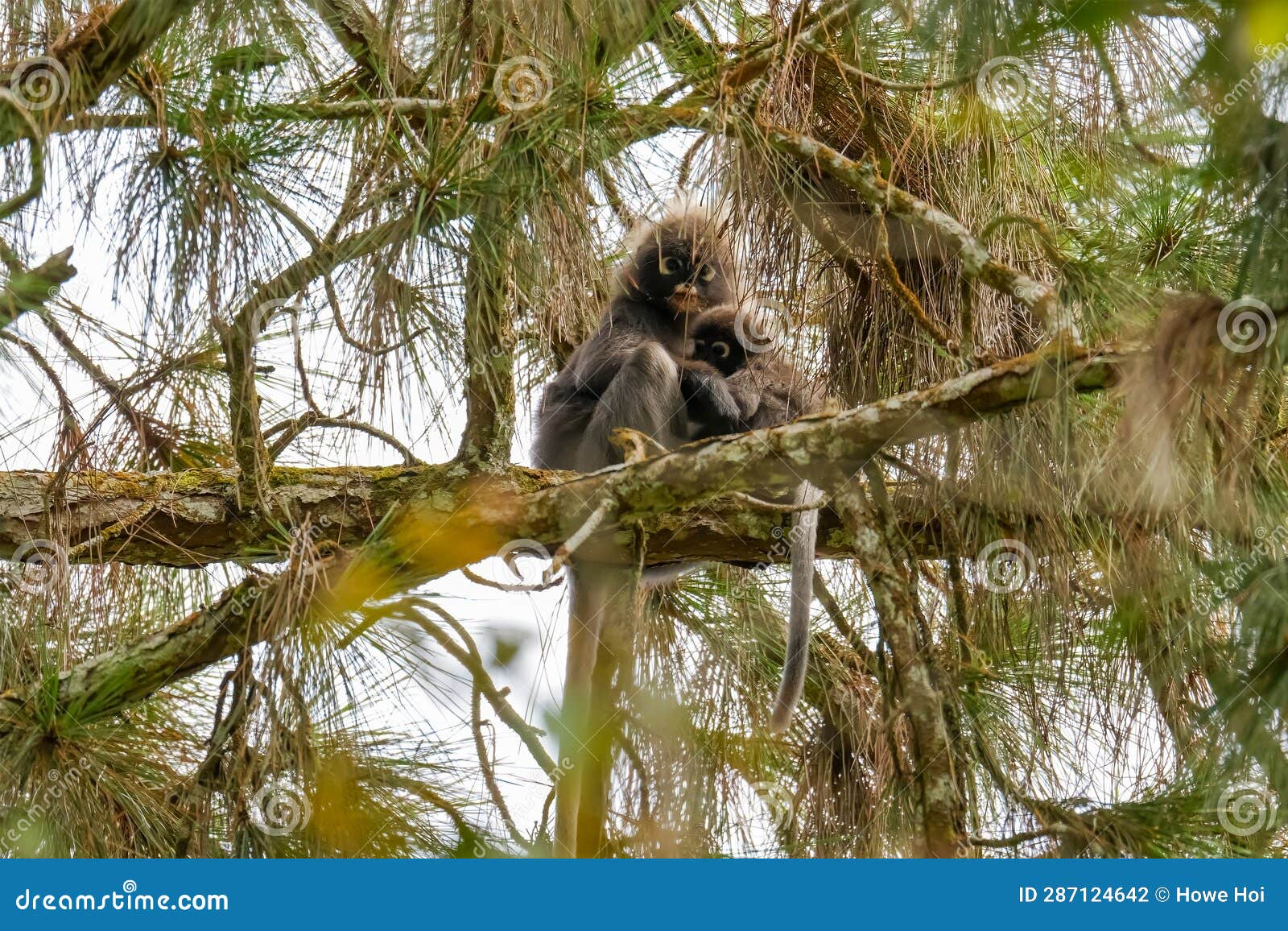Family of Dusky Leaf Monkey or Spectacled Langur with Baby Monkey ...