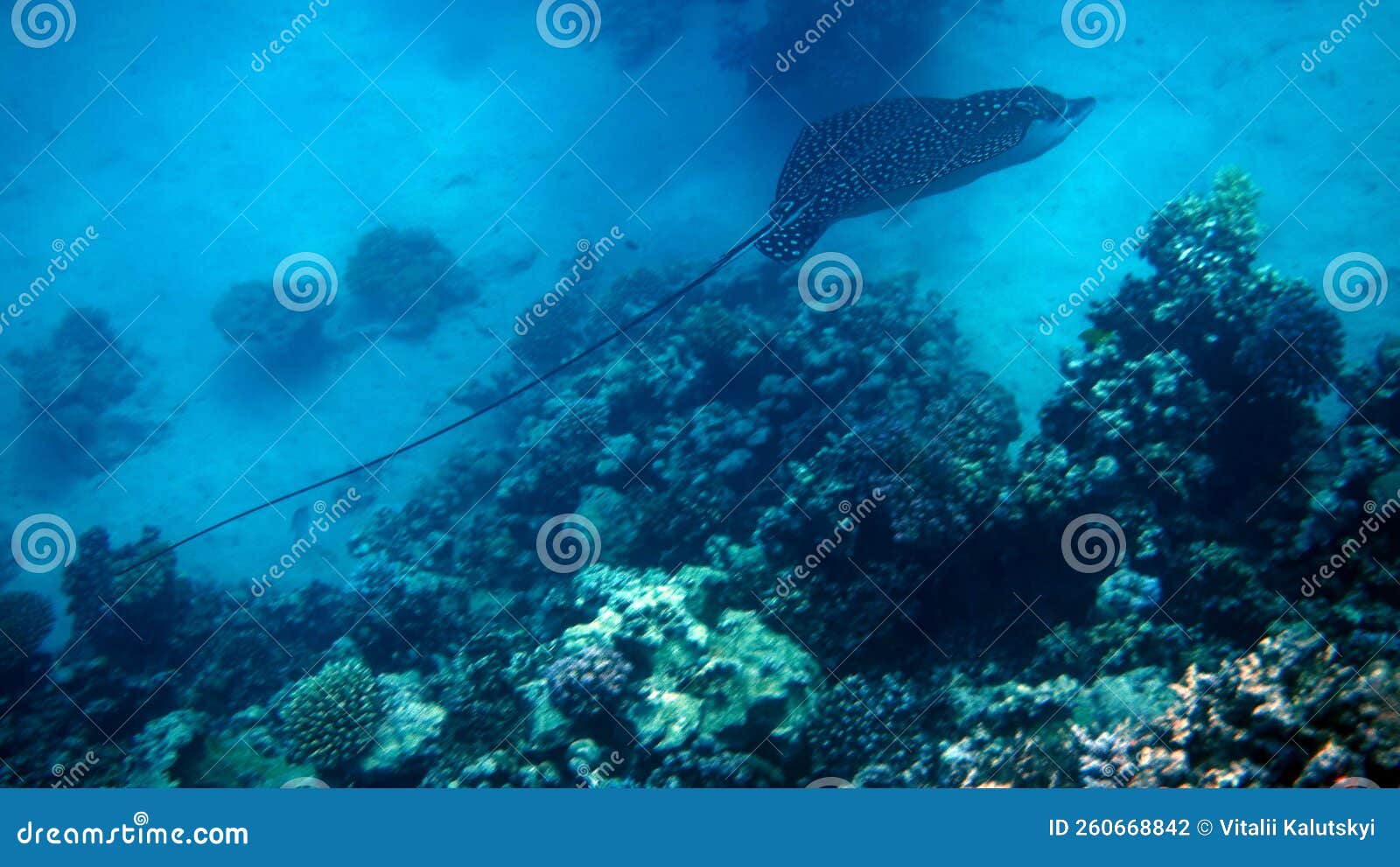 Family Eagle Rays. Common Spotted Eagle Stock Photo - Image of great ...