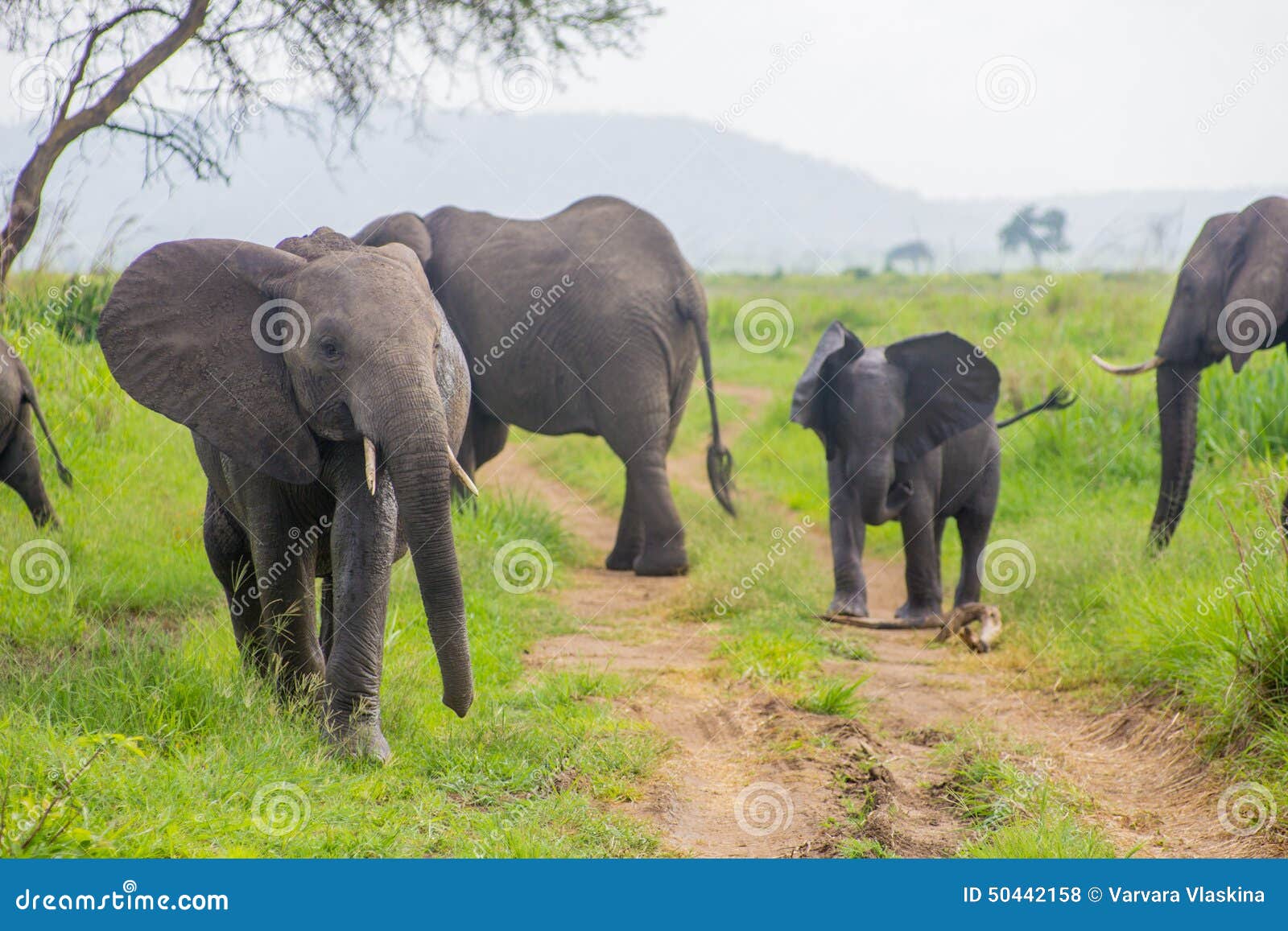 Family of Elephants with a Baby Stock Photo - Image of forest, nature ...