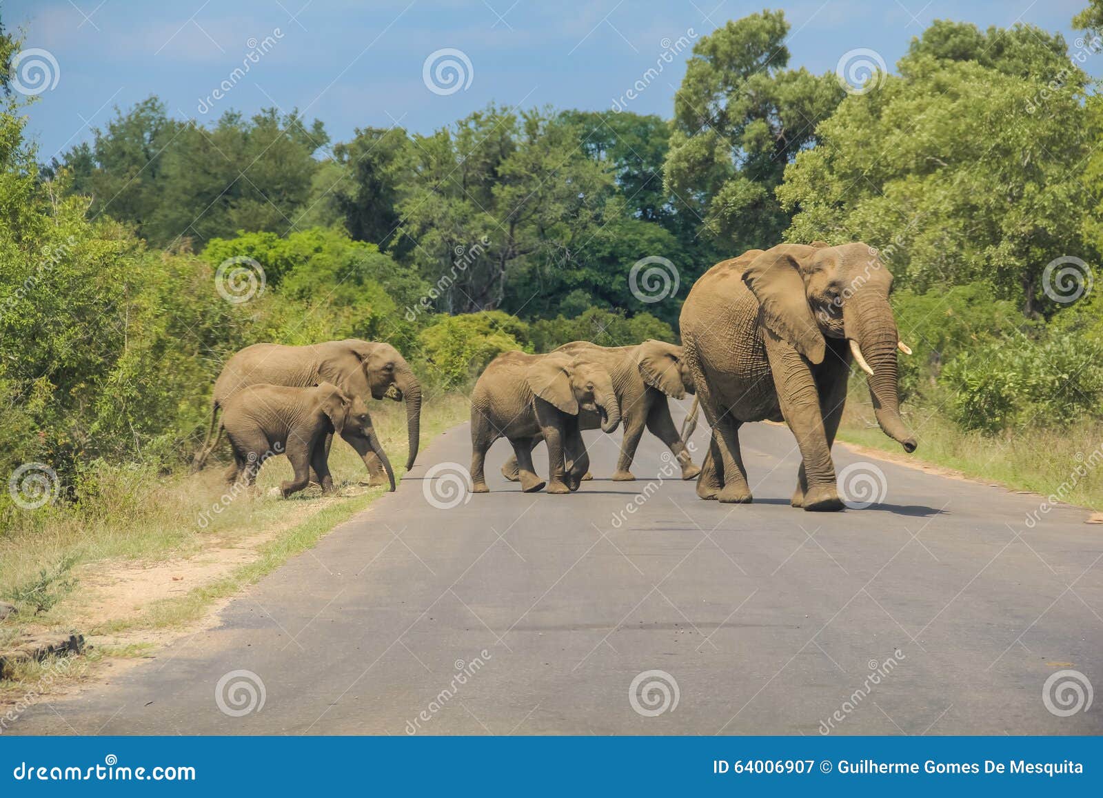 Family of Elephants Crossing the Paved Road Stock Image - Image of ...