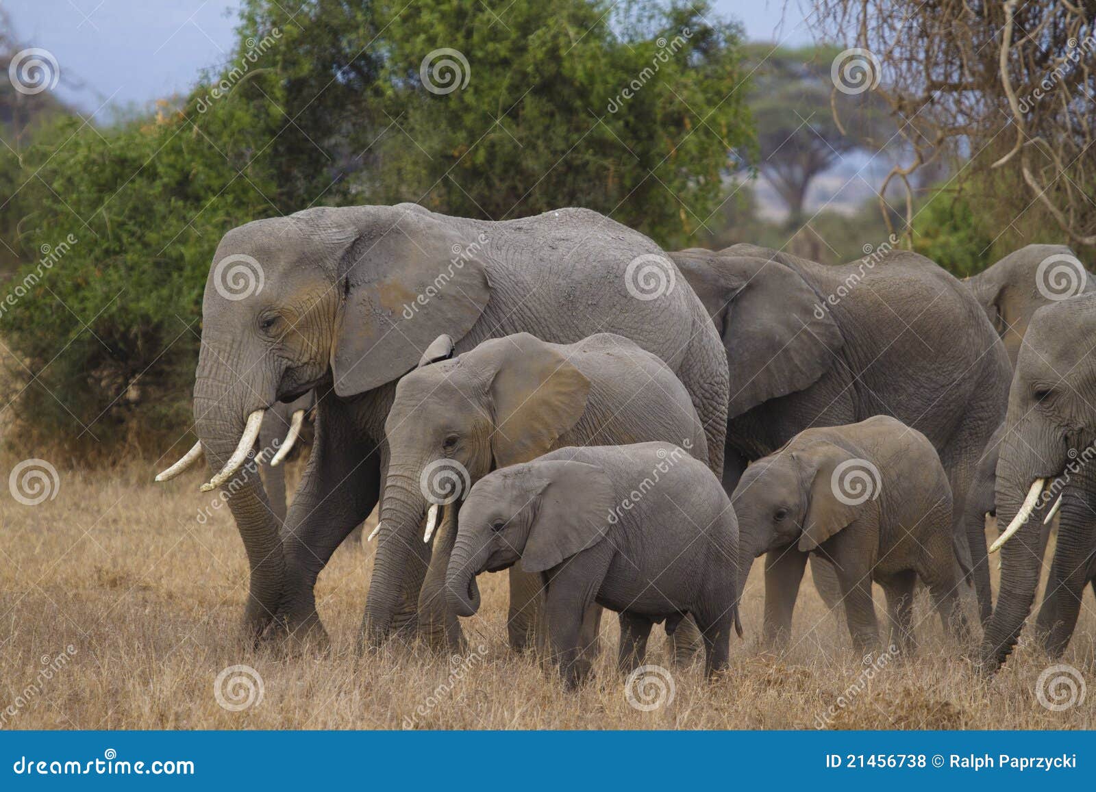 Family of Elephants of Different Sizes Stock Photo - Image of gentle ...