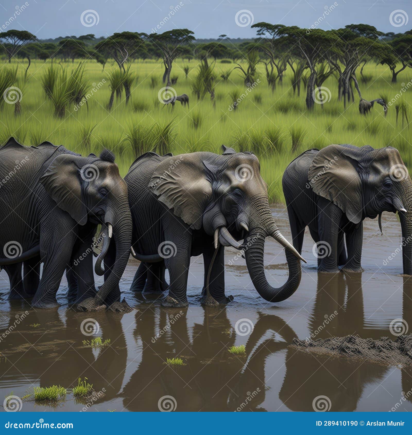 A Family of Elephants Trudging through a Muddy Swamp. Stock ...