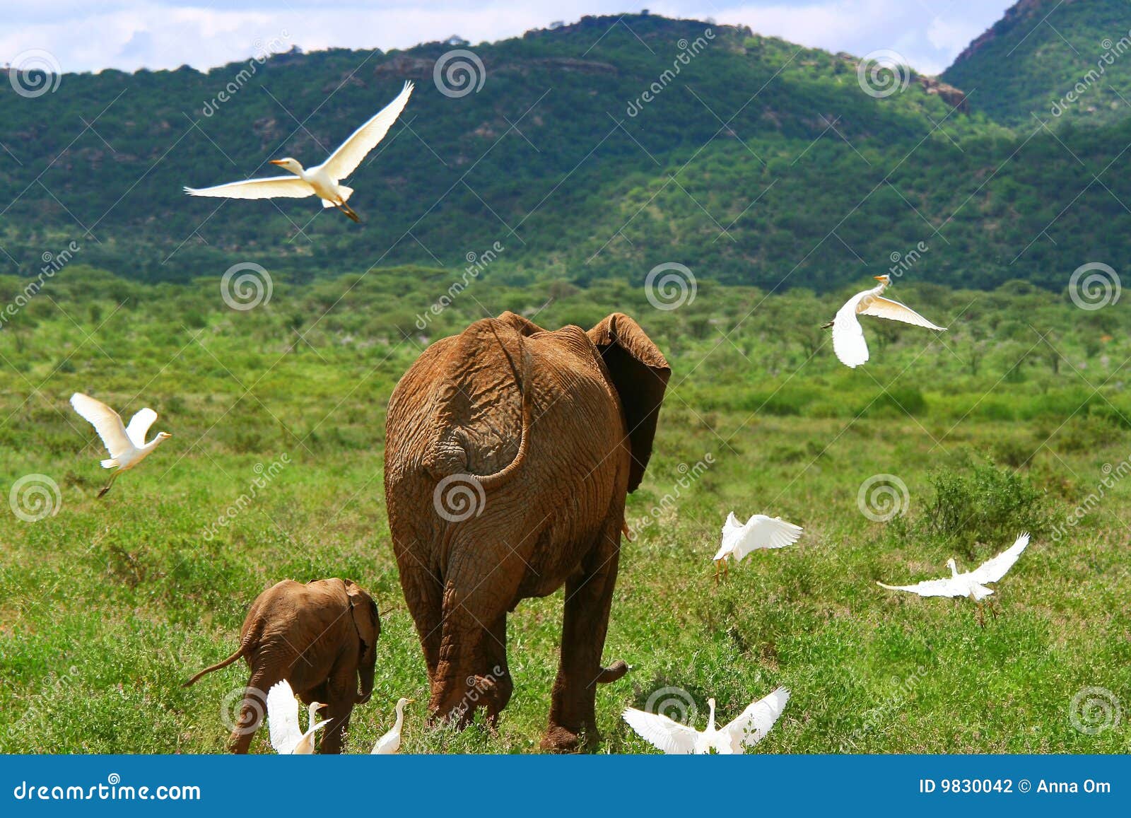Family of Elephants in the Wild Stock Photo - Image of reserve ...