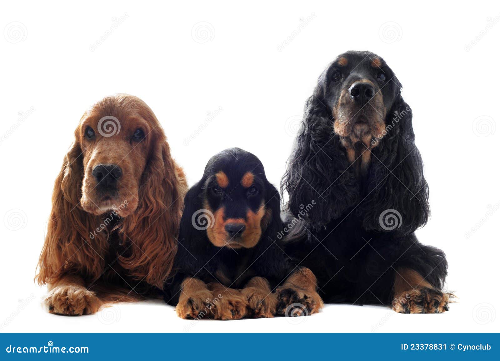 Family english cocker stock image. Image of spaniel, portrait - 23378831