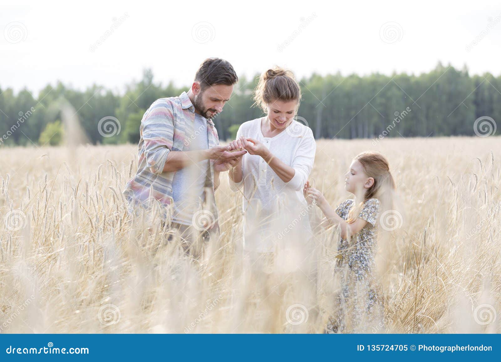 Family Examining Wheat Crops at Farm Stock Image - Image of family ...