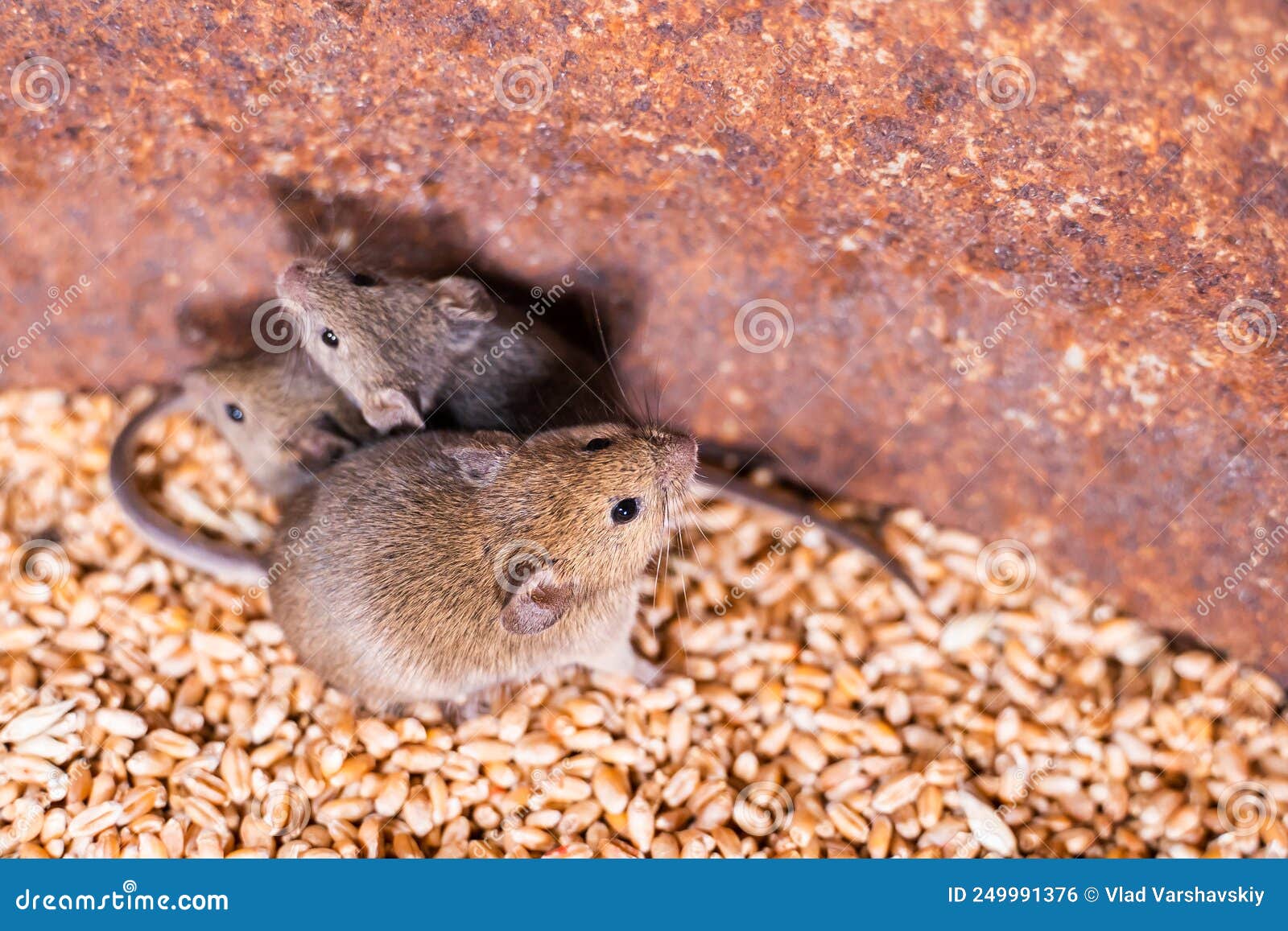 Family of Field Mice in Wheat Storage Stock Photo - Image of industry ...