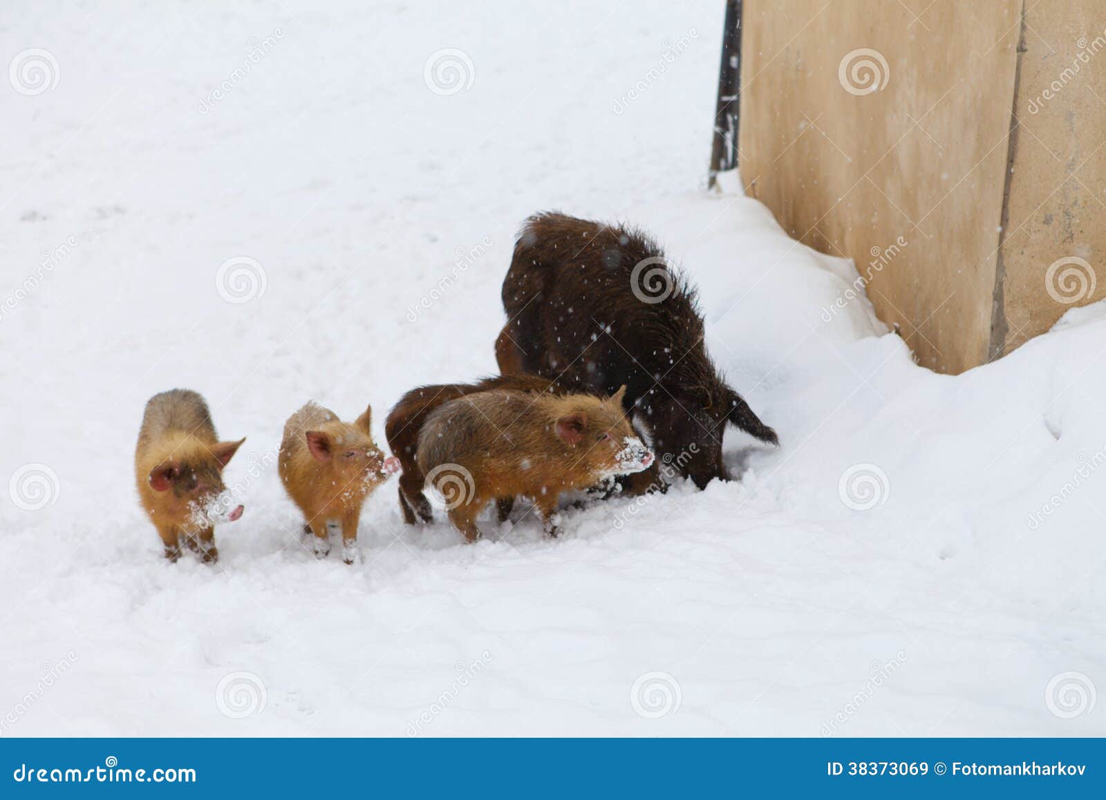 Family fluffy pigs stock image. Image of georgia, winter - 38373069
