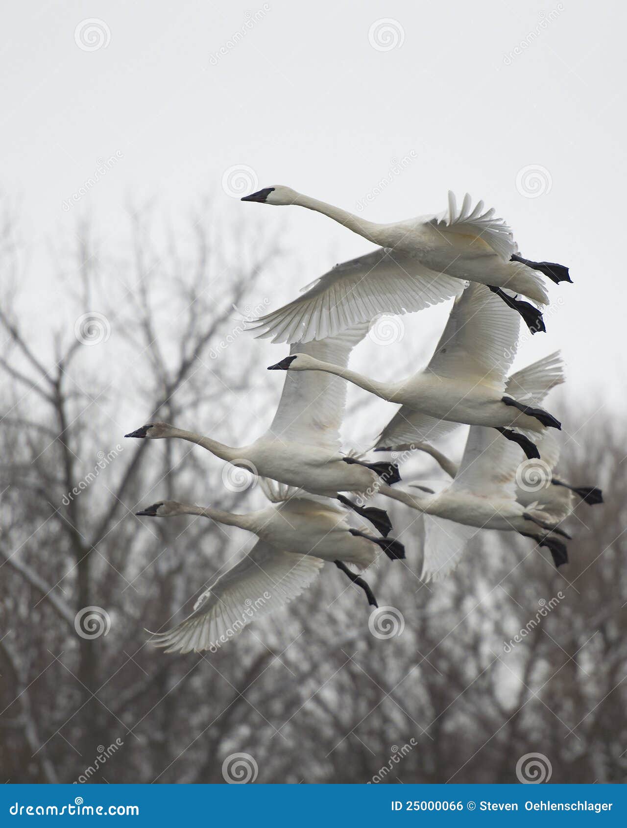 Family of Flying Swans stock photo. Image of bird, protected - 25000066