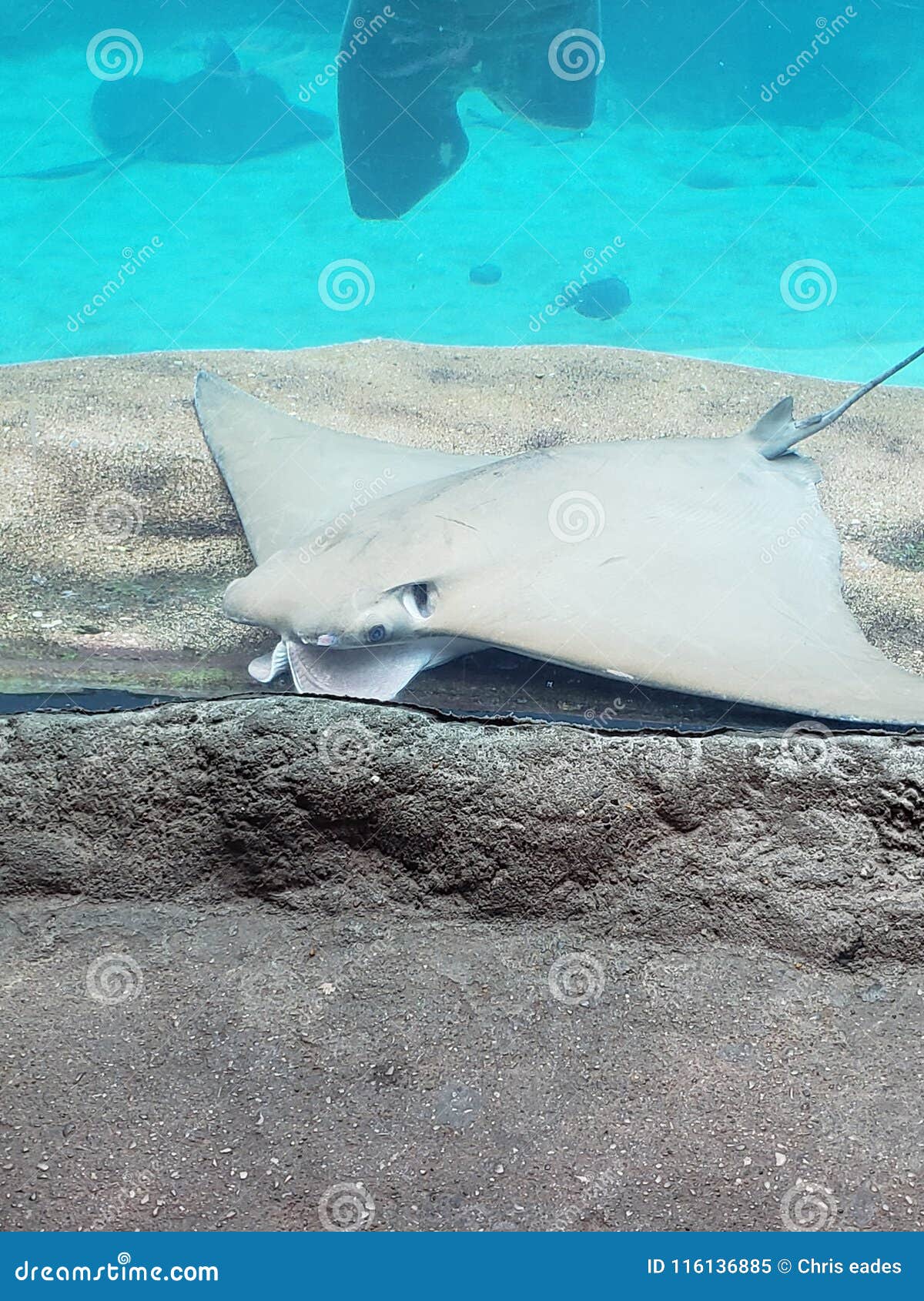 Stingrays stock image. Image of sealife, family, stingrays - 116136885
