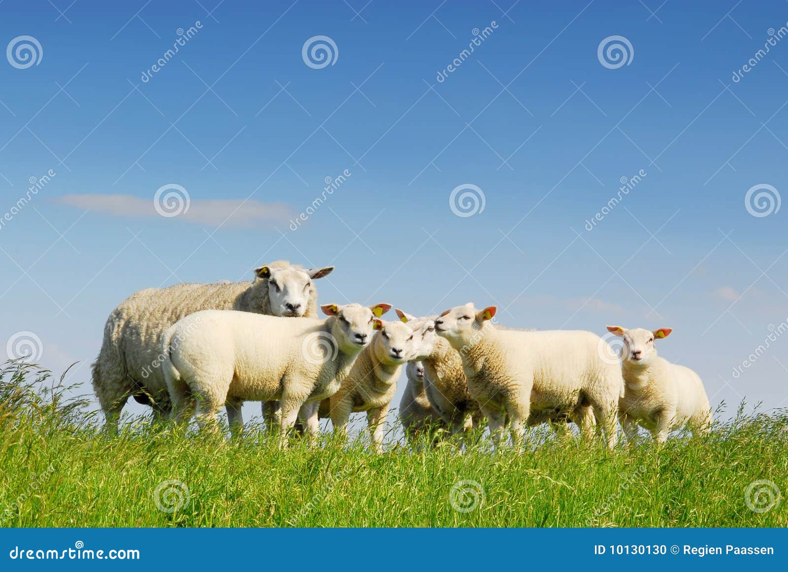 Family gathering of sheep stock photo. Image of cute - 10130130