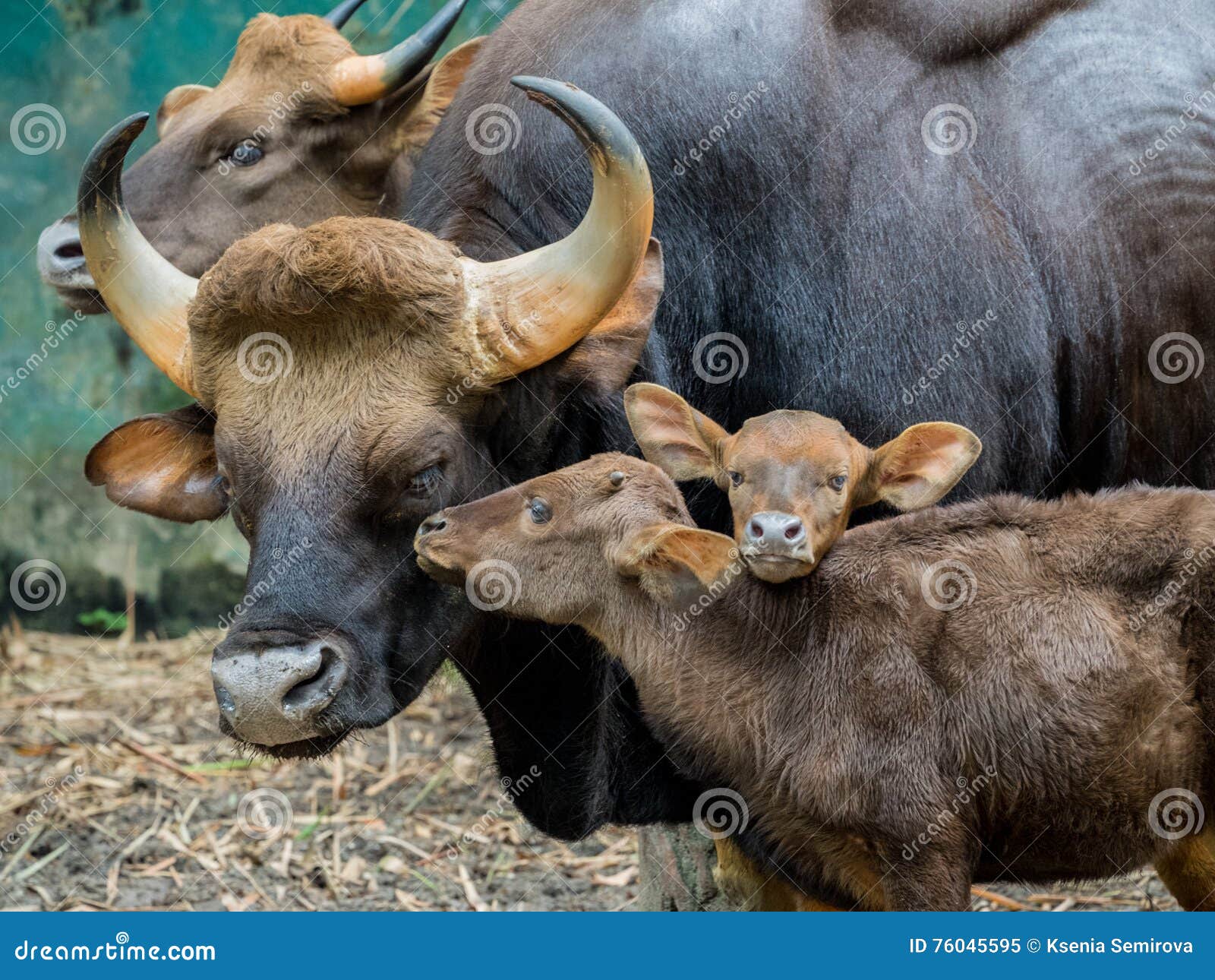 Family of gaur stock image. Image of endangered, creature - 76045595