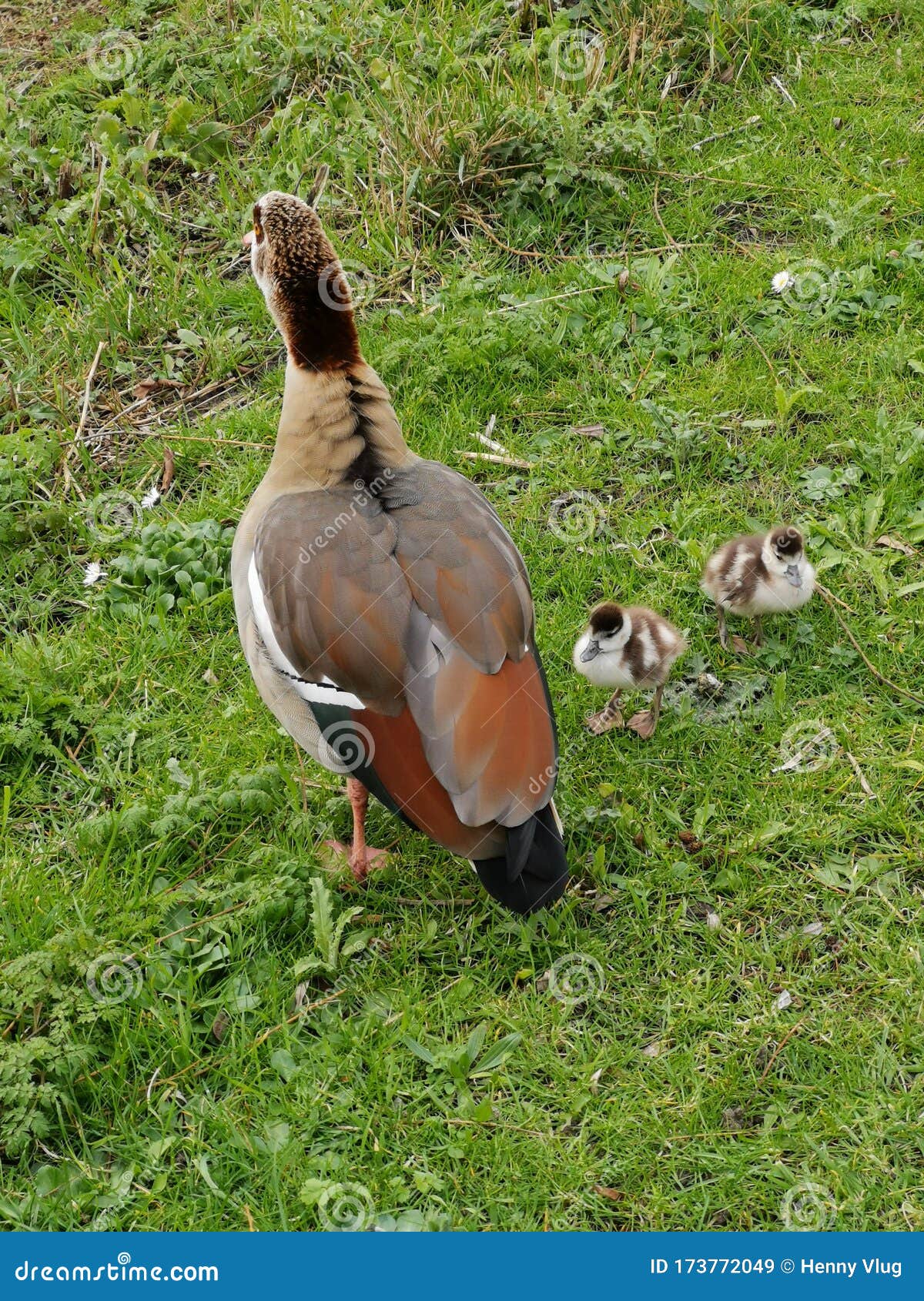 Family of geese stock image. Image of small, geese, family - 173772049