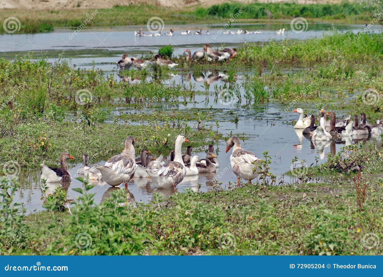 Family of geese in water stock photo. Image of grass - 72905204