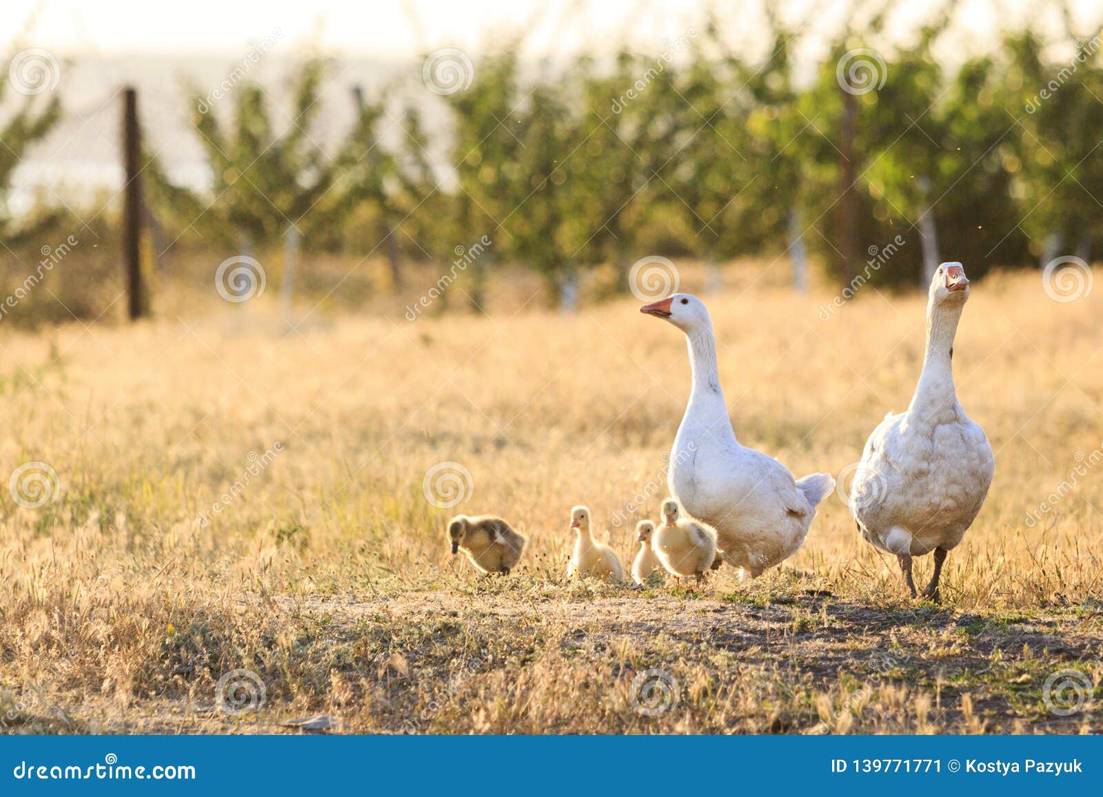 Family of geese at sunset stock image. Image of group - 139771771