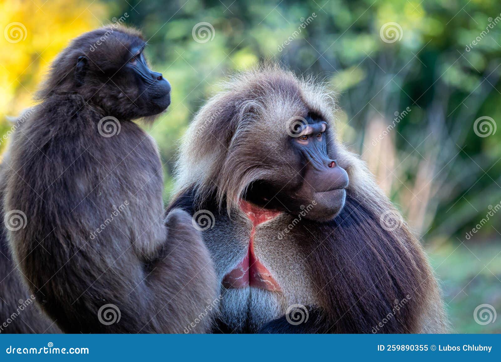 Family of Gelada Baboons Theropithecus Gelada Stock Image - Image of ...