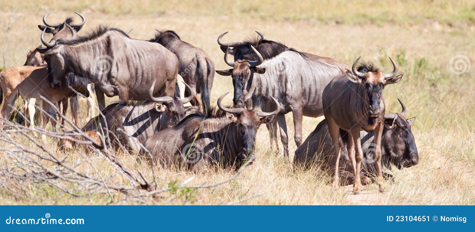 Family Gnu stock image. Image of beard, bottelierskop - 23104651