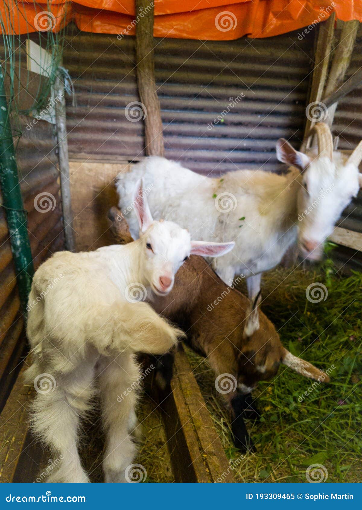 Family of goat stock image. Image of goats, carnivore - 193309465