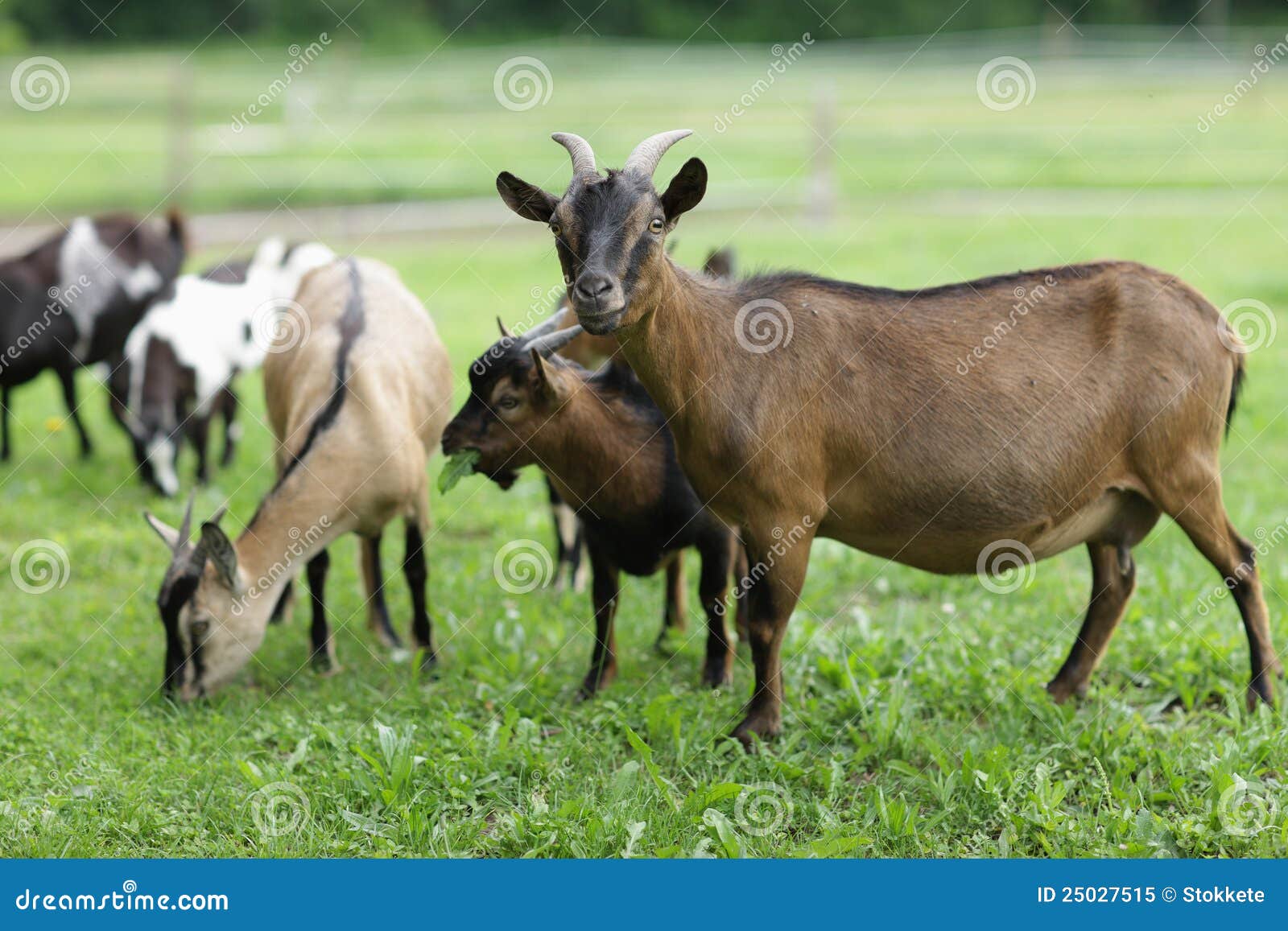 Family goat stock image. Image of summer, brown, farmyard - 25027515