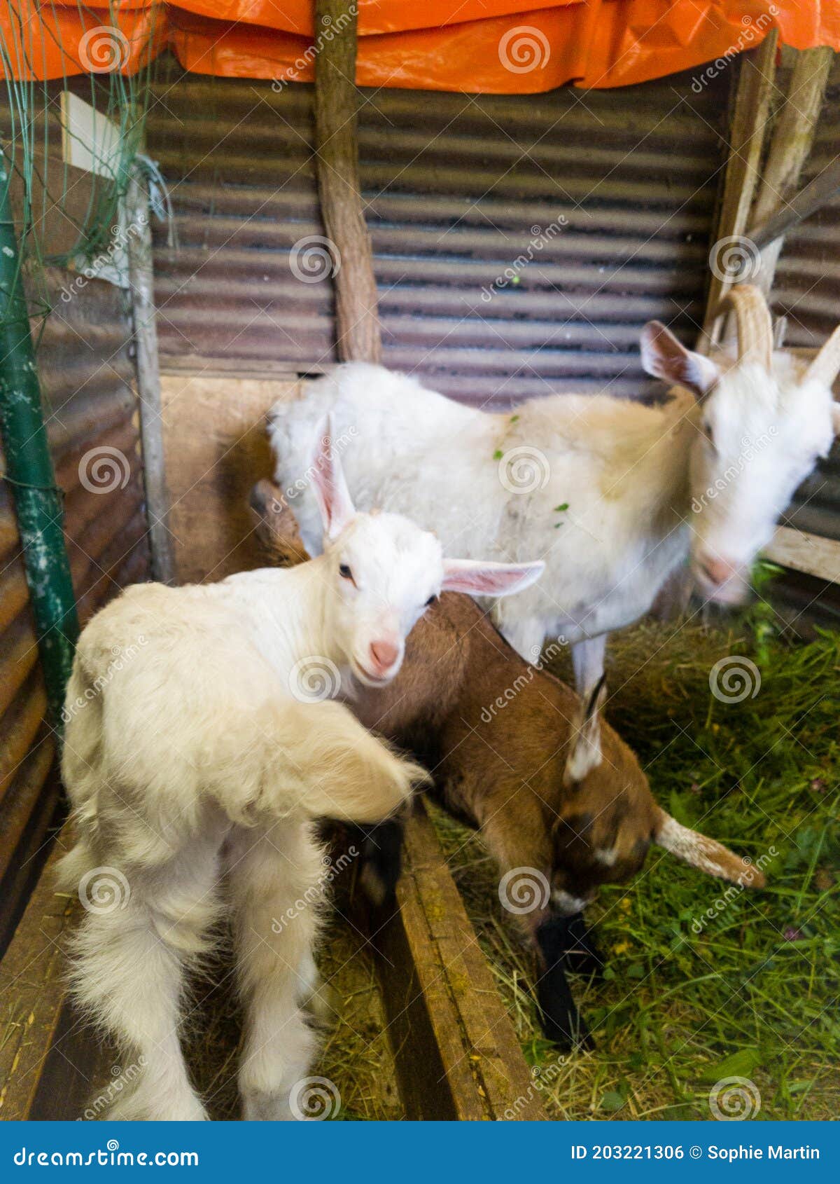 Family of goats stock photo. Image of mammal, cattle - 203221306