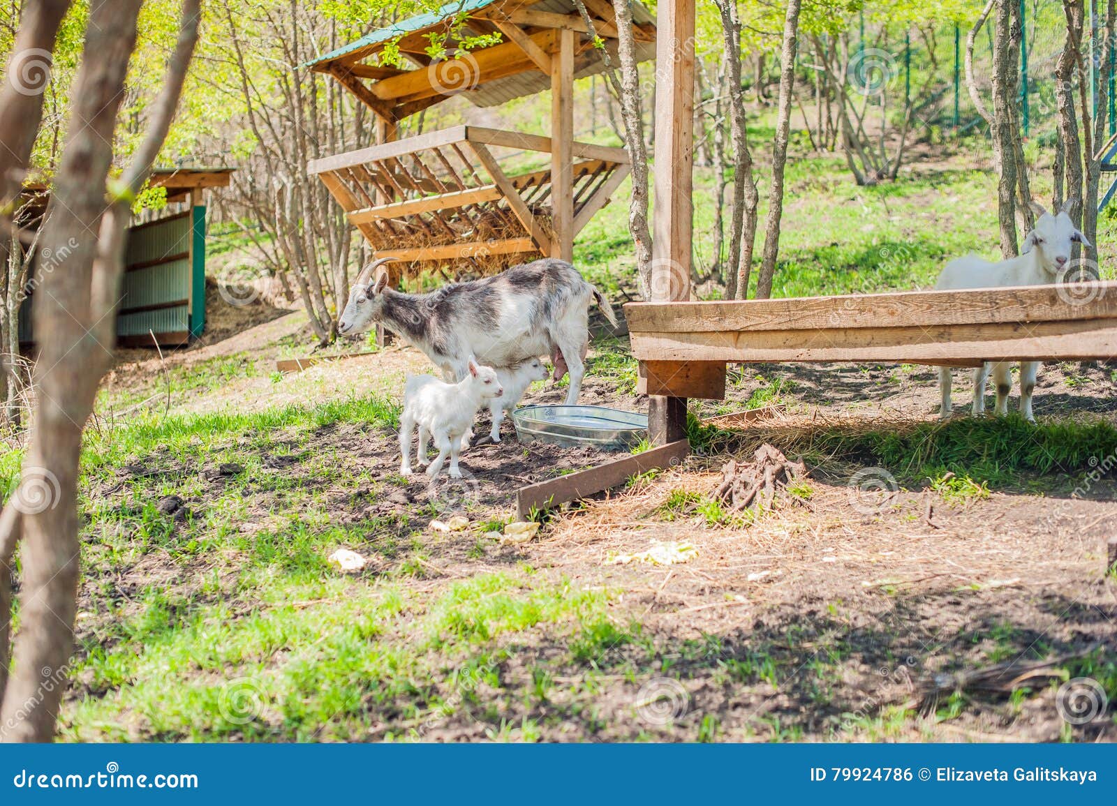 Family of goats on a farm stock photo. Image of hoofed - 79924786