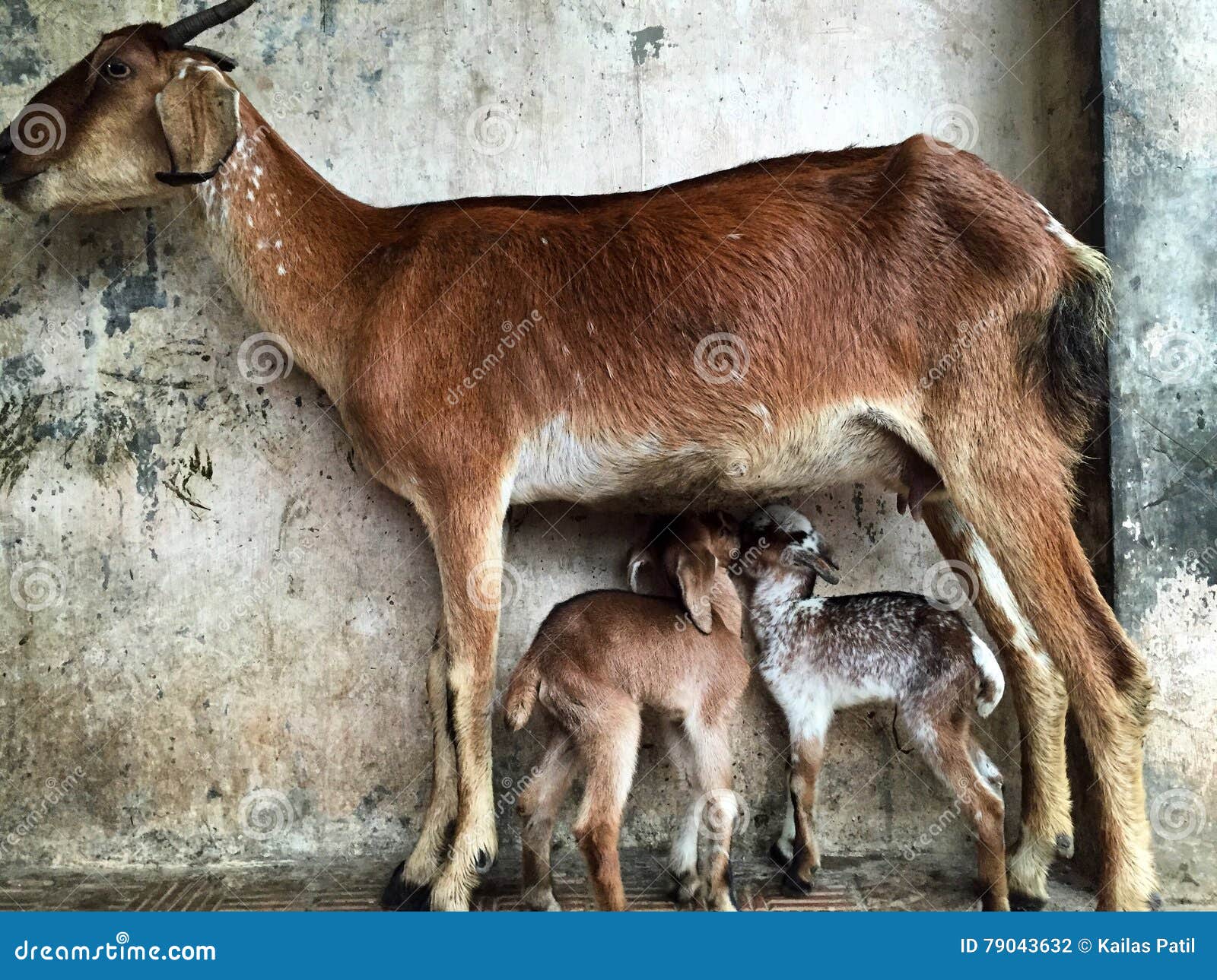 Family of goats stock photo. Image of babygoats, family - 79043632