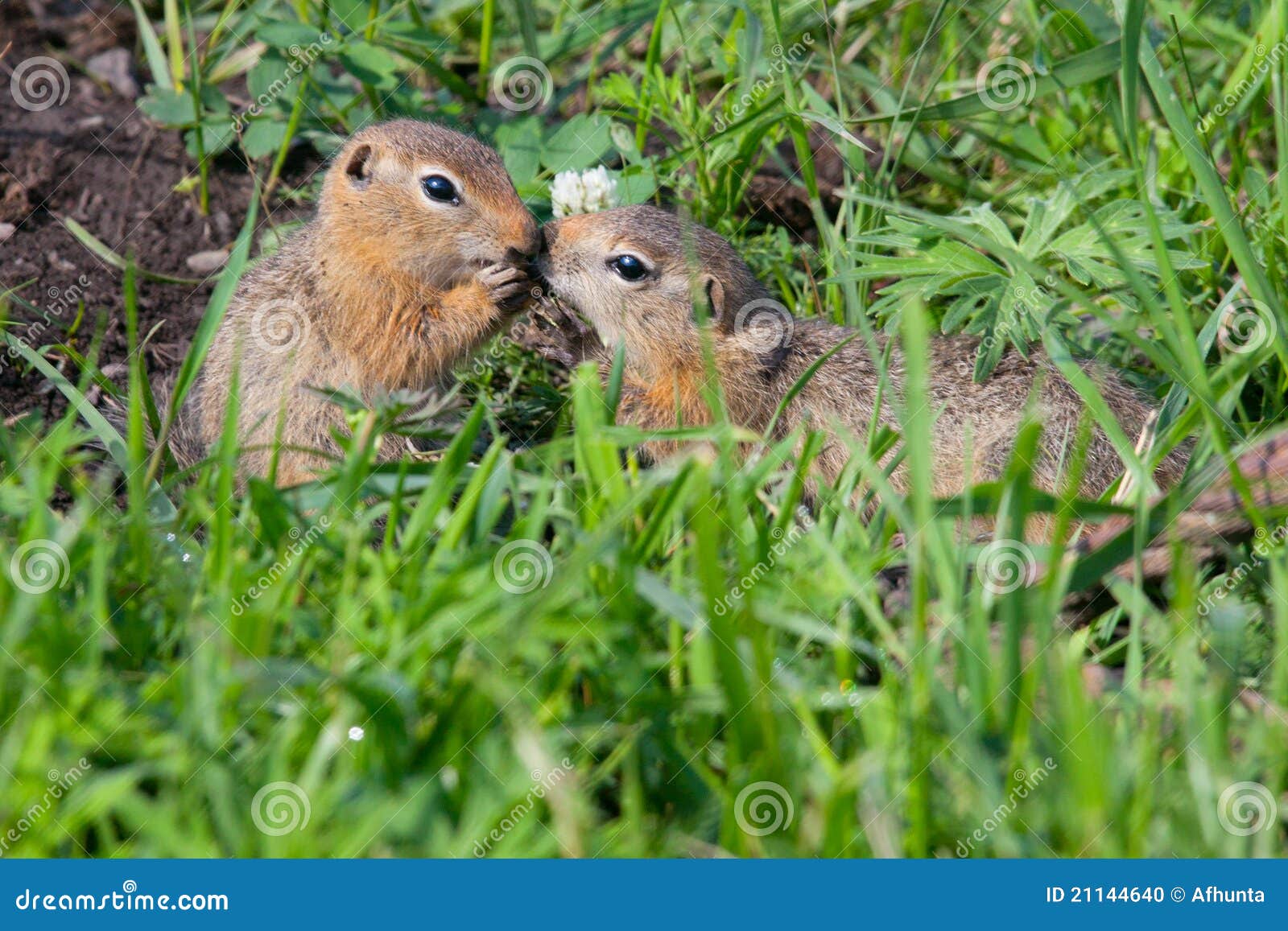 Family gophers stock photo. Image of life, rodent, prairie - 21144640