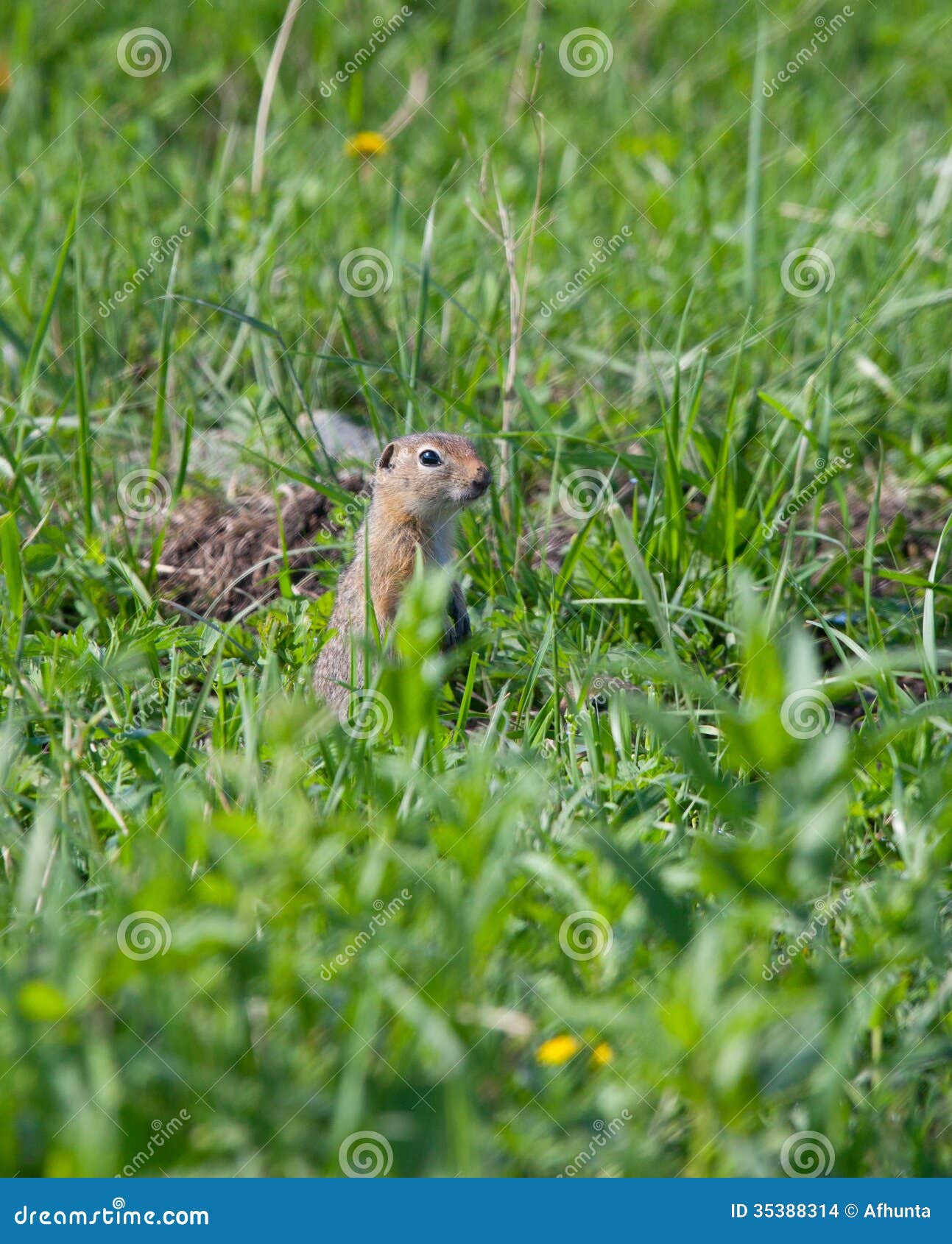 Family gophers stock photo. Image of mouth, meadow, nature - 35388314