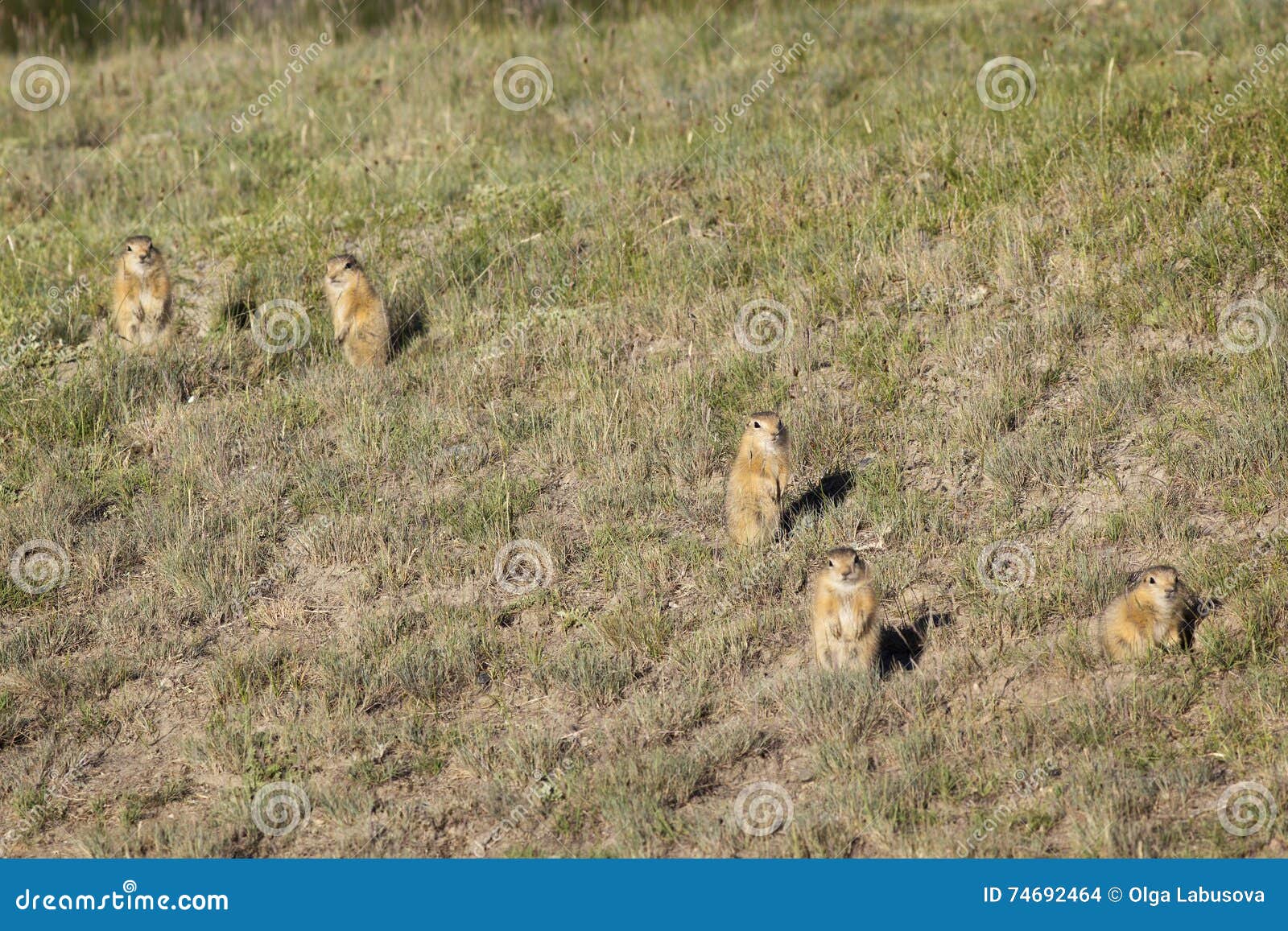 A Family of Gophers in the Grass Stock Photo - Image of sitting, cute ...