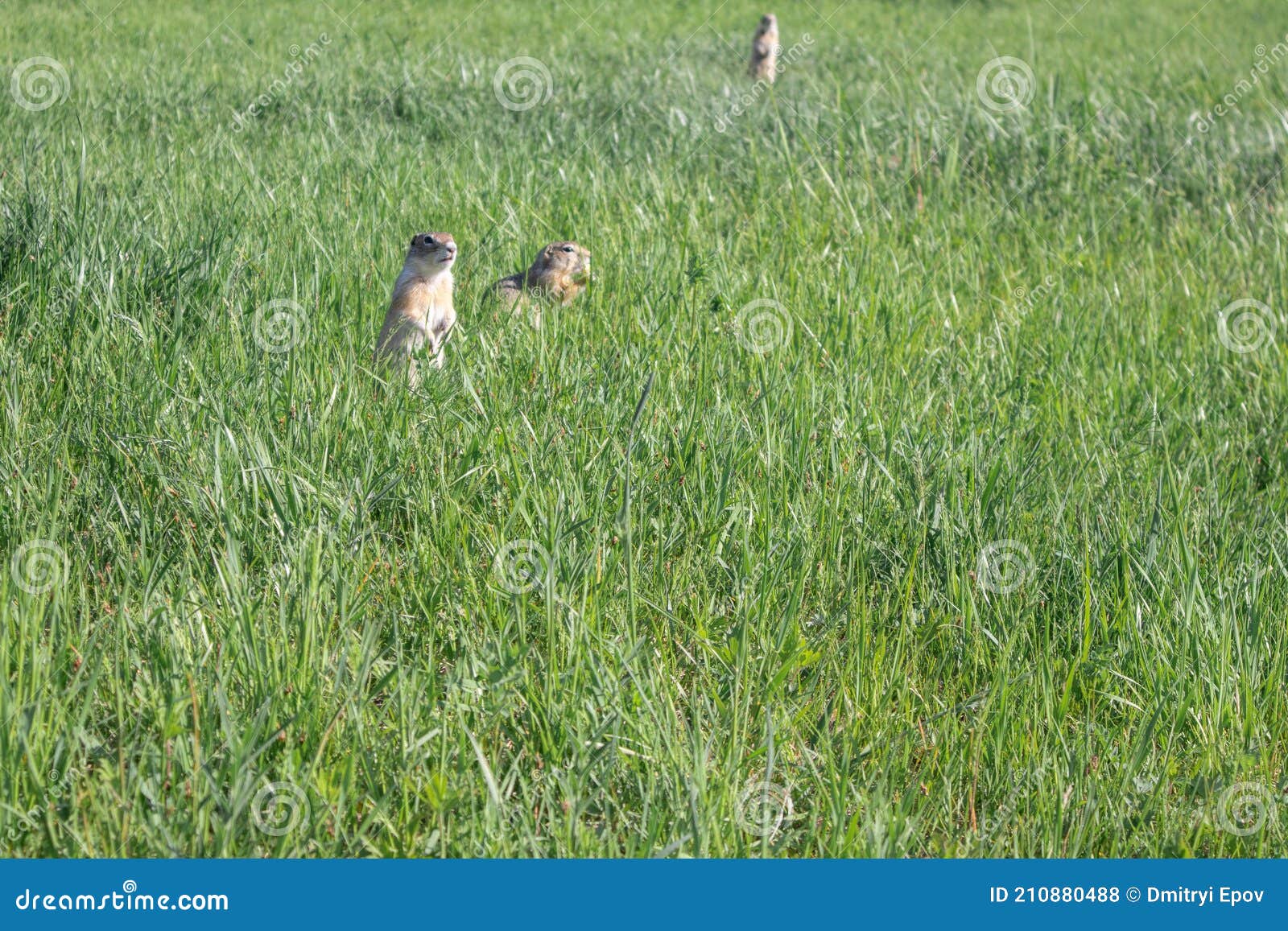 Family of Gophers in the Grass in the Wild Stock Photo - Image of hole ...