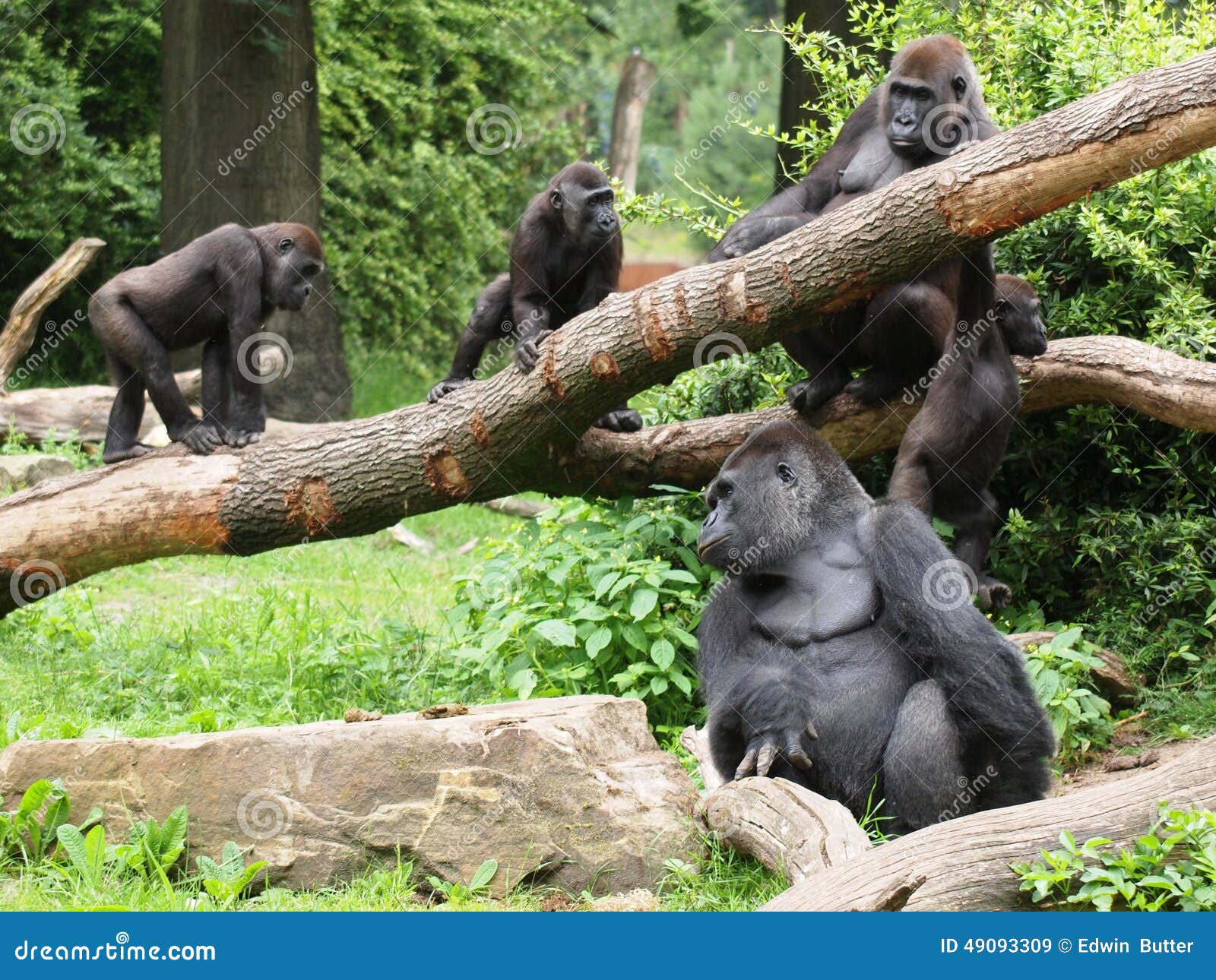 Family of gorillas stock image. Image of team, boss, beast - 49093309