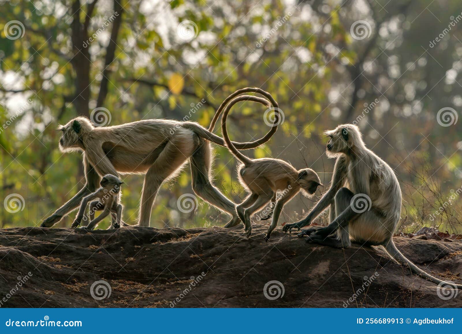 Family Gray Langurs, Also Called Hanuman Langurs or Hanuman Monkeys ...
