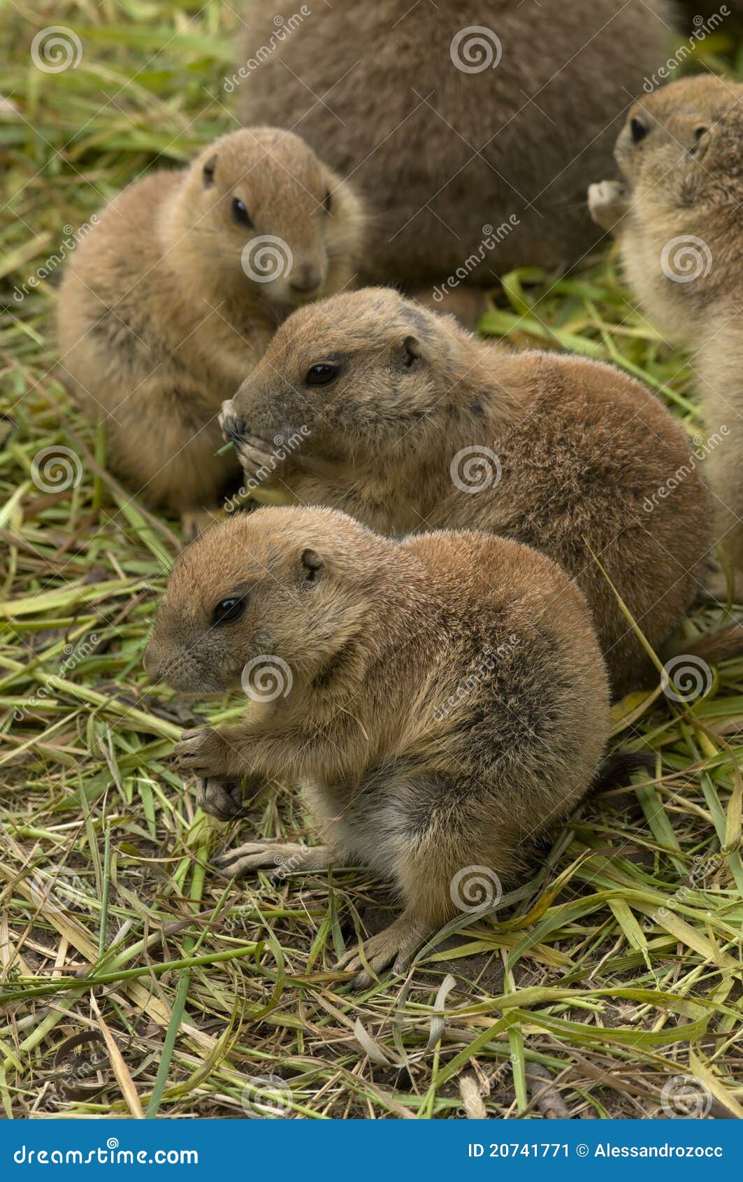 Family of ground dogs stock image. Image of grass, prairie - 20741771